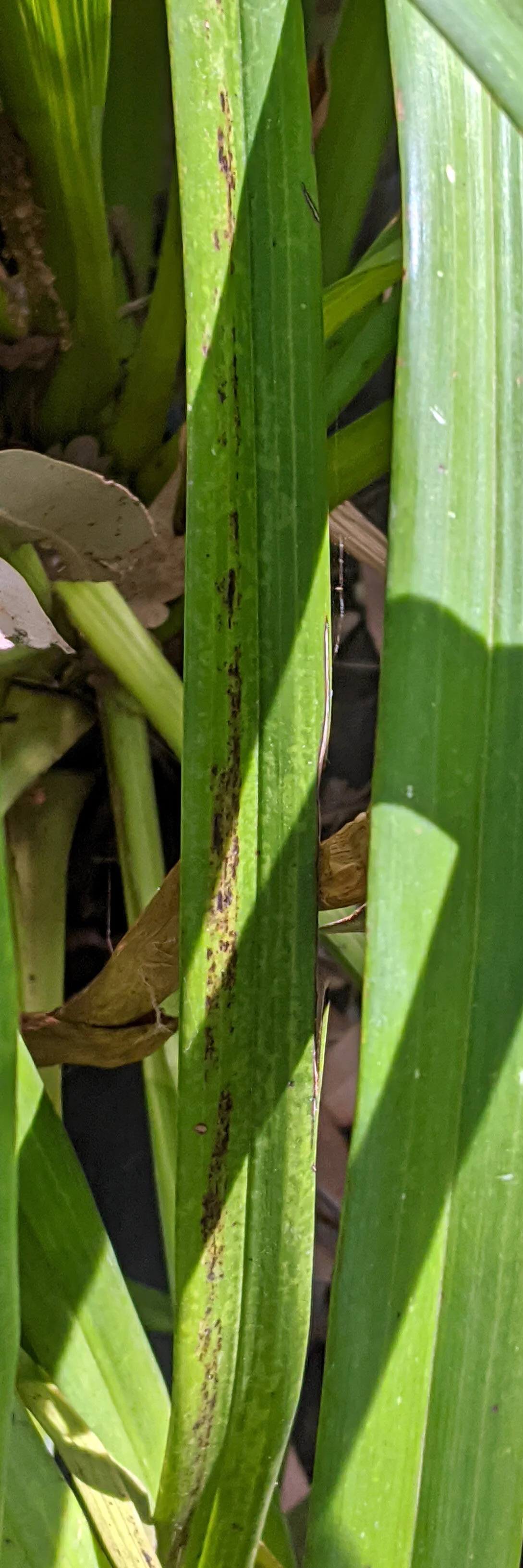 Orchid Viruses — Cymbidium Orchid Society of Victoria