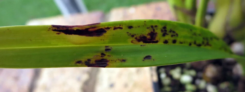 Orchid Viruses — Cymbidium Orchid Society of Victoria