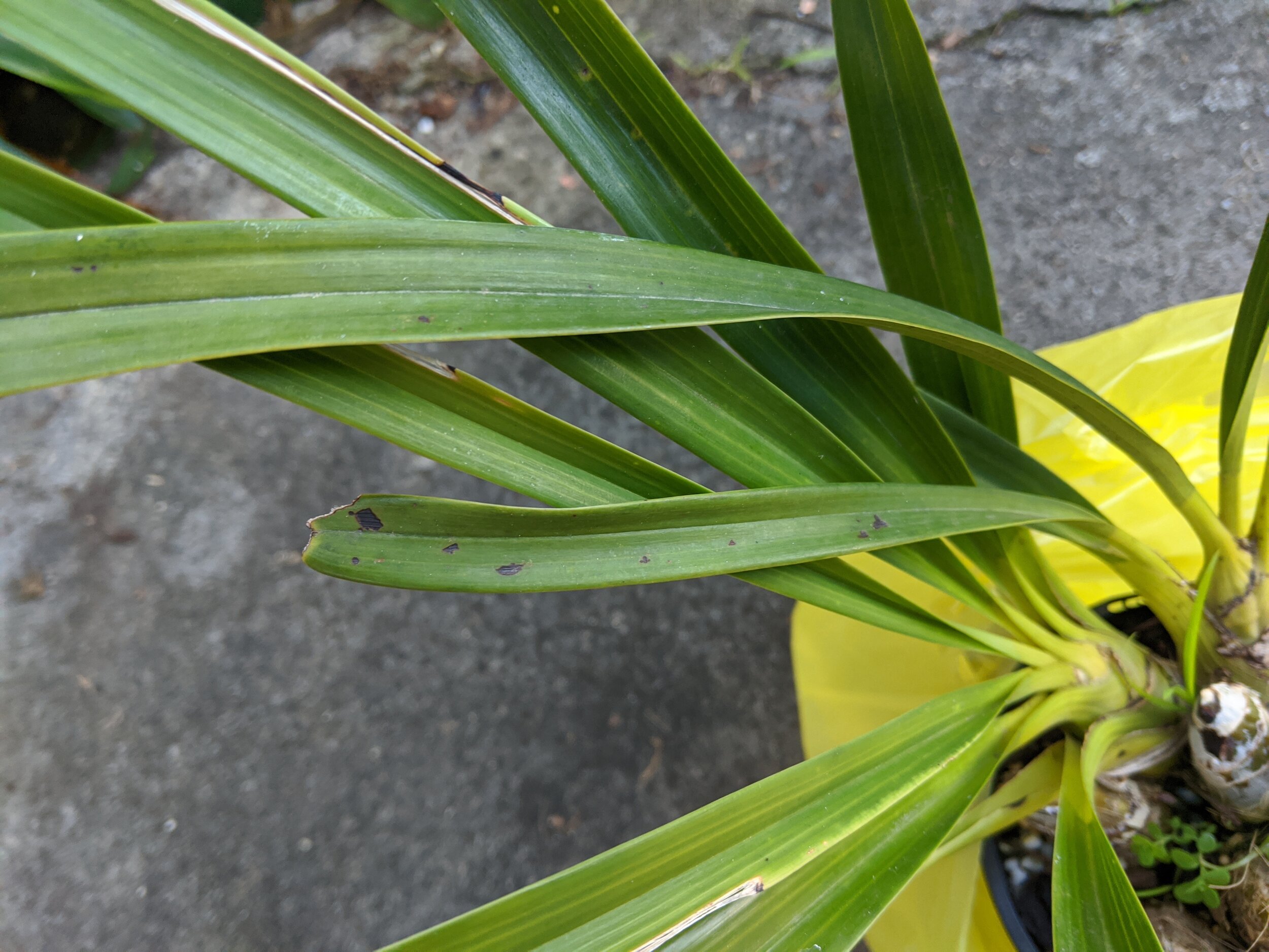 Orchid Viruses — Cymbidium Orchid Society of Victoria