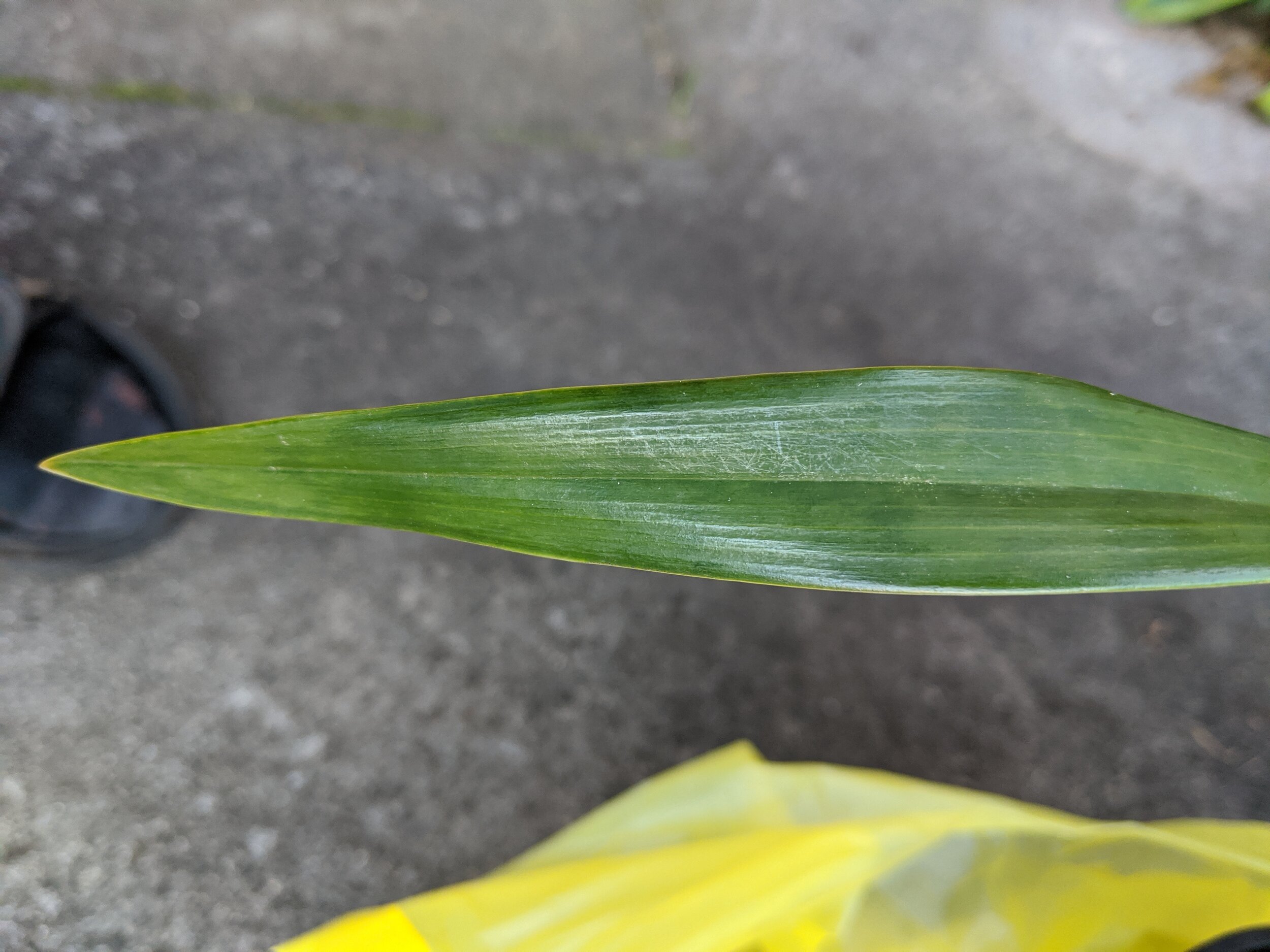 Orchid Viruses — Cymbidium Orchid Society of Victoria