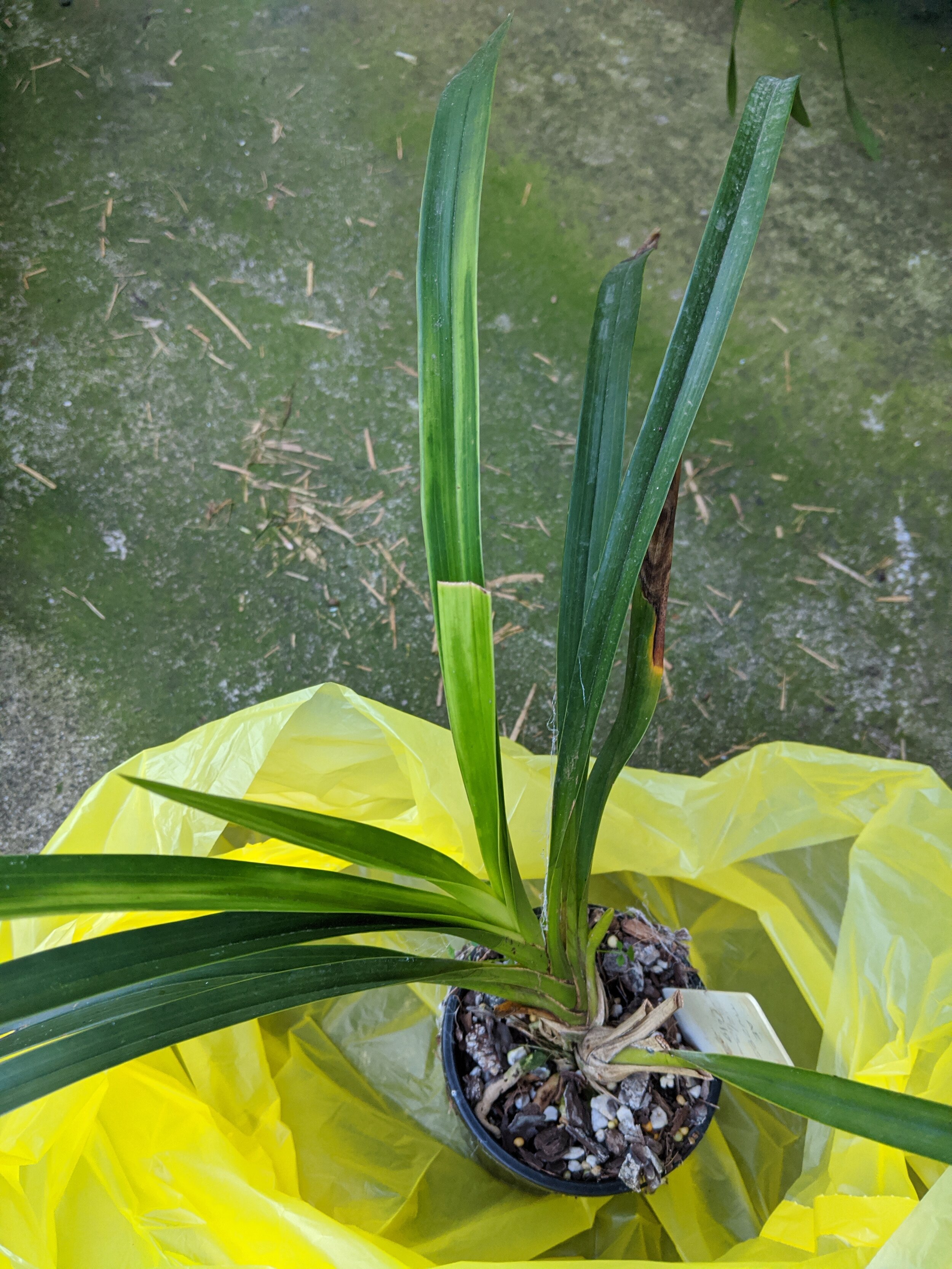 Orchid Viruses — Cymbidium Orchid Society of Victoria