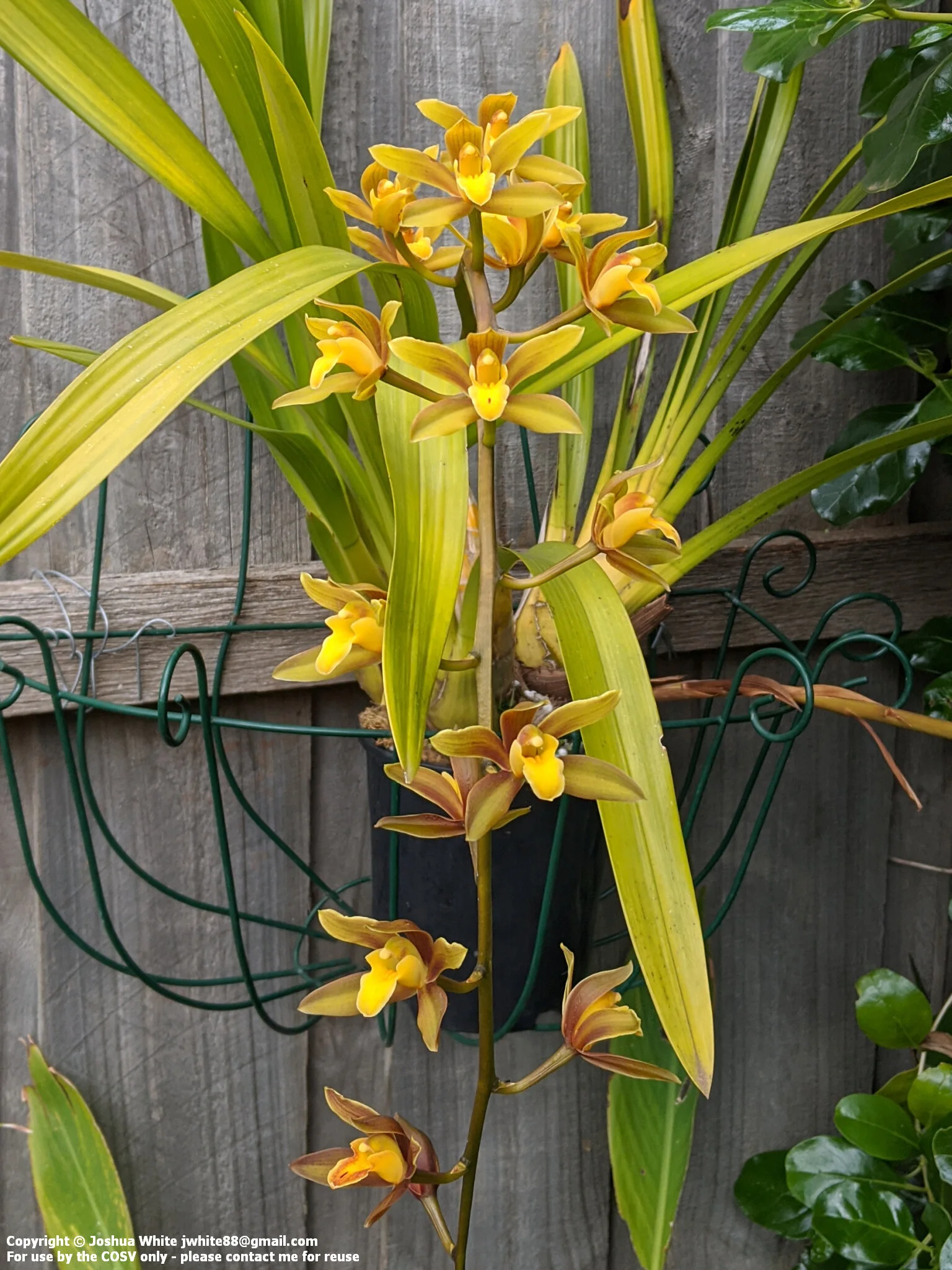 Primary Hybrids — Cymbidium Orchid Society of Victoria