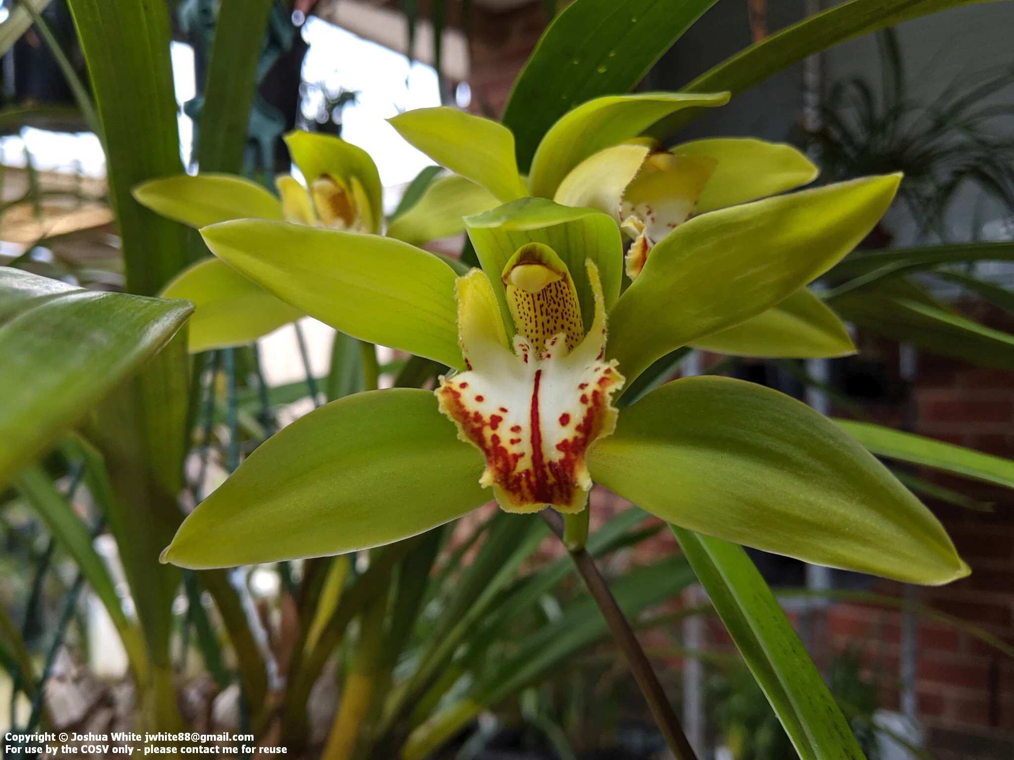 Primary Hybrids — Cymbidium Orchid Society of Victoria