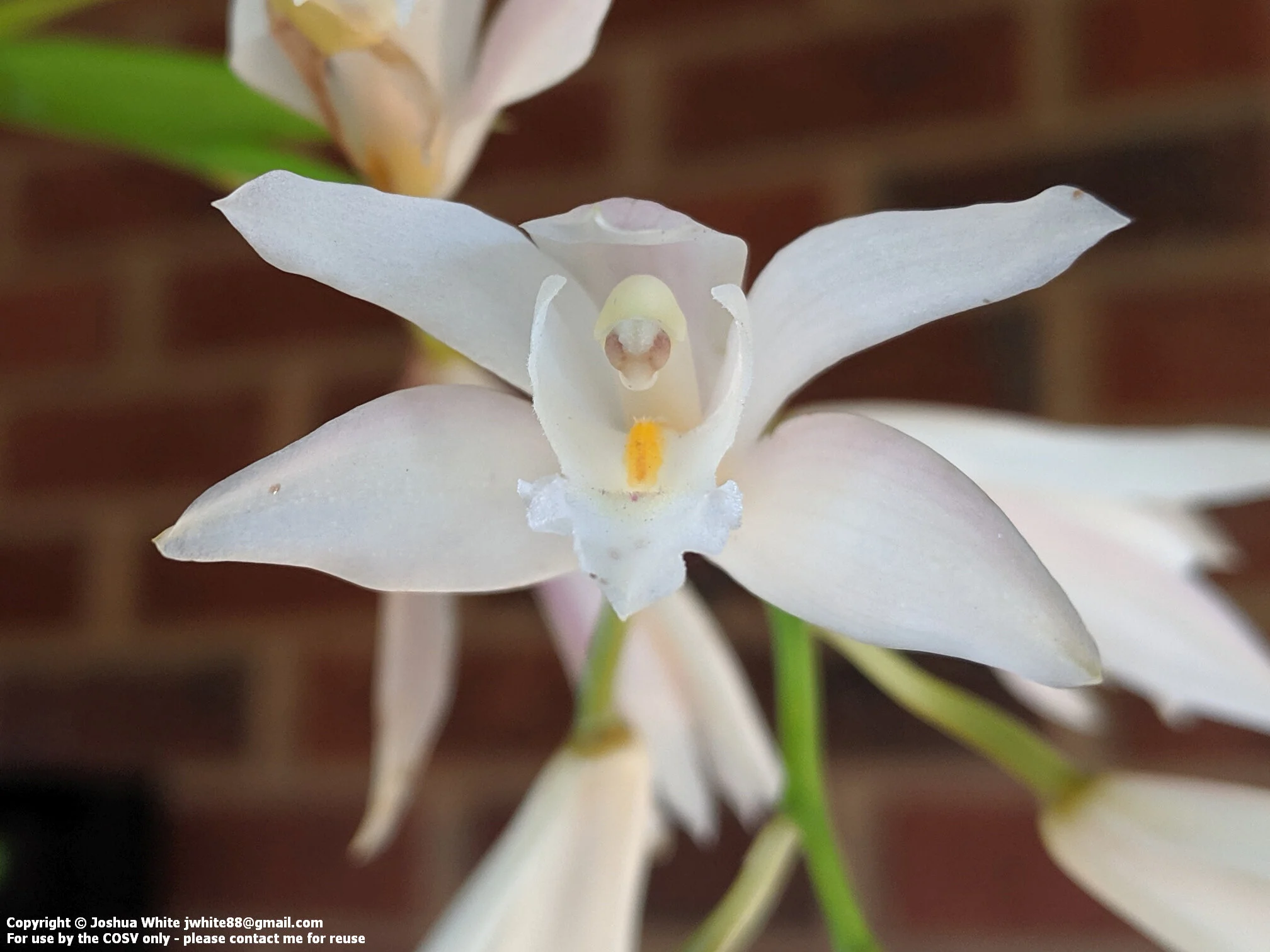 Primary Hybrids — Cymbidium Orchid Society of Victoria