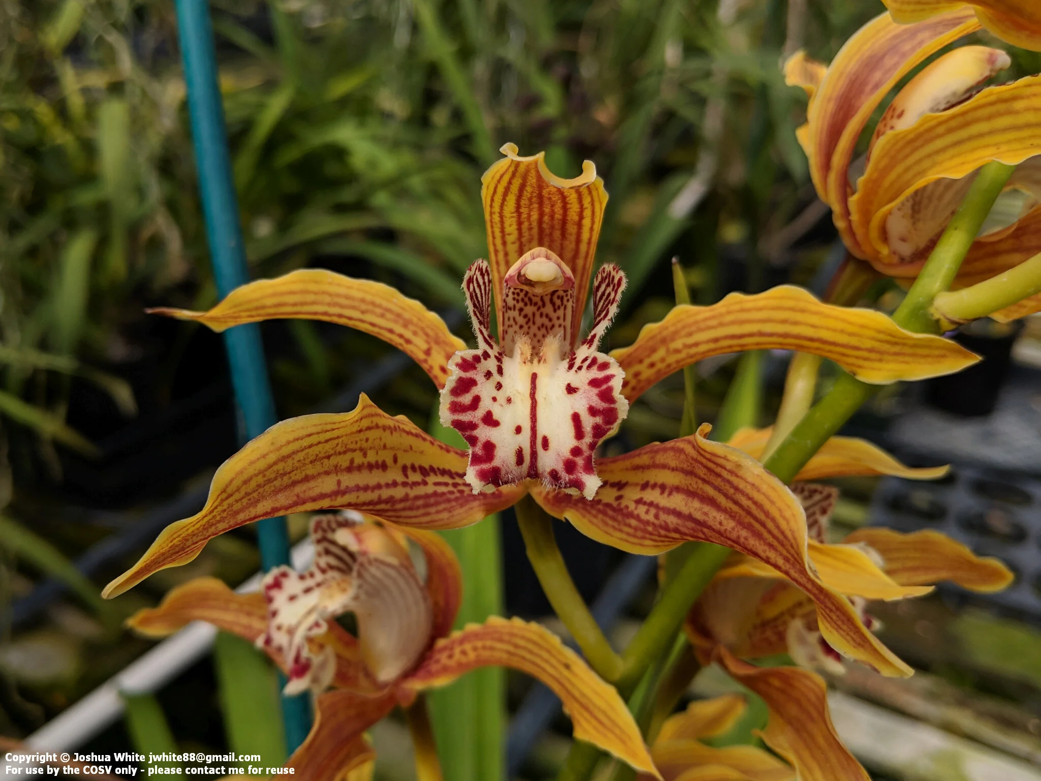Primary Hybrids — Cymbidium Orchid Society of Victoria