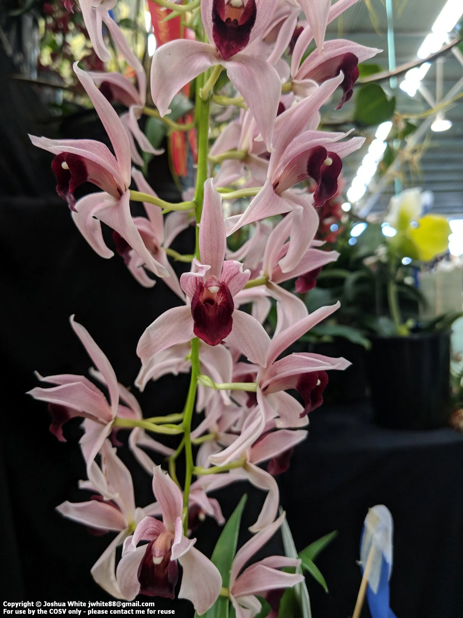 Primary Hybrids — Cymbidium Orchid Society of Victoria