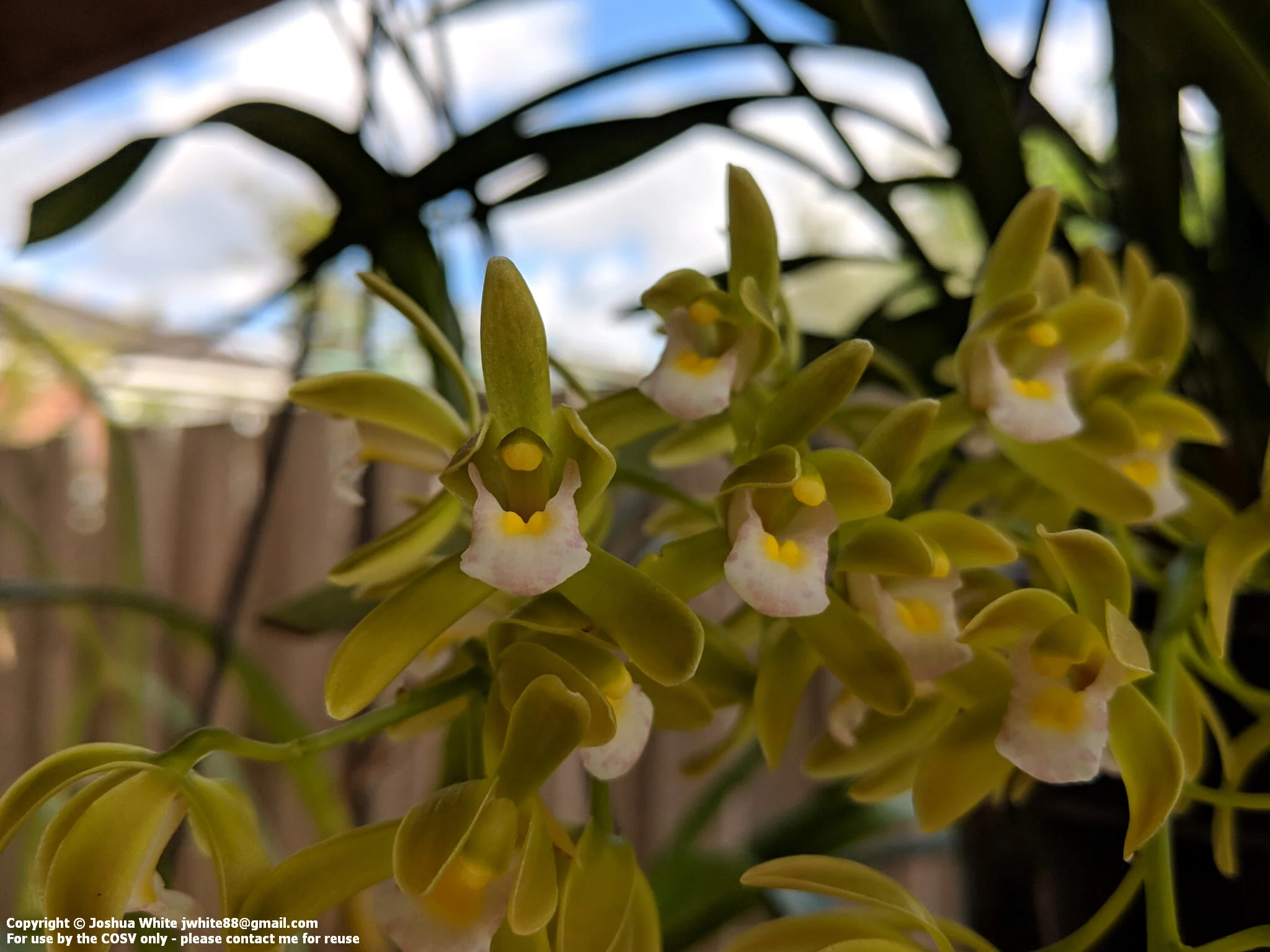 Species — Cymbidium Orchid Society of Victoria