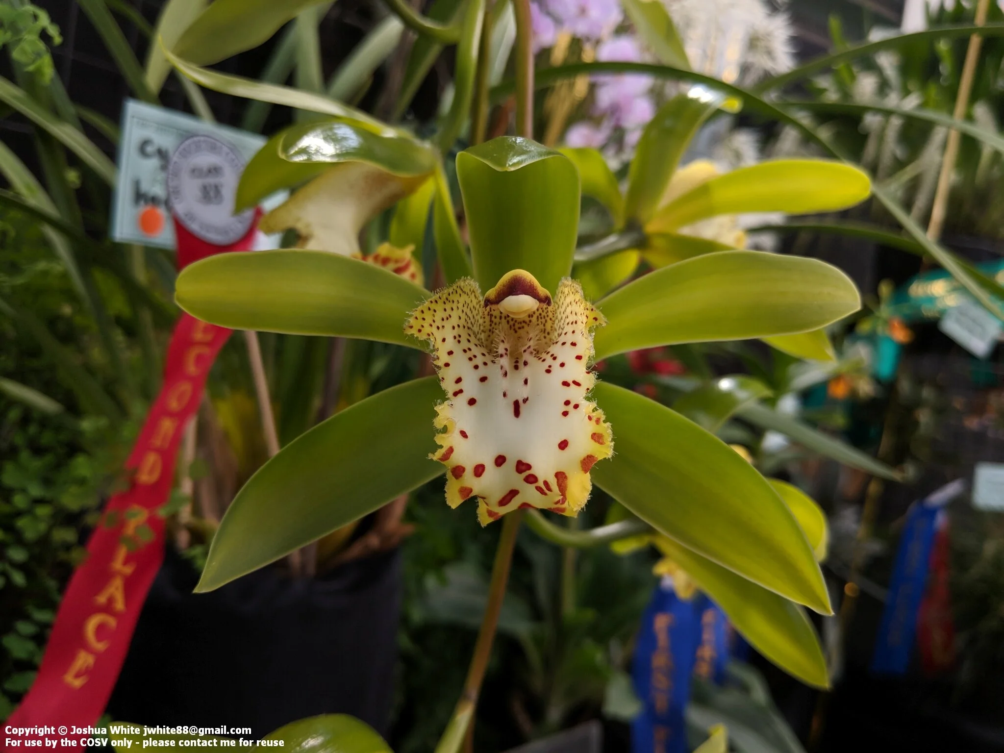 Beginning with Cymbidium Species — Cymbidium Orchid Society of Victoria