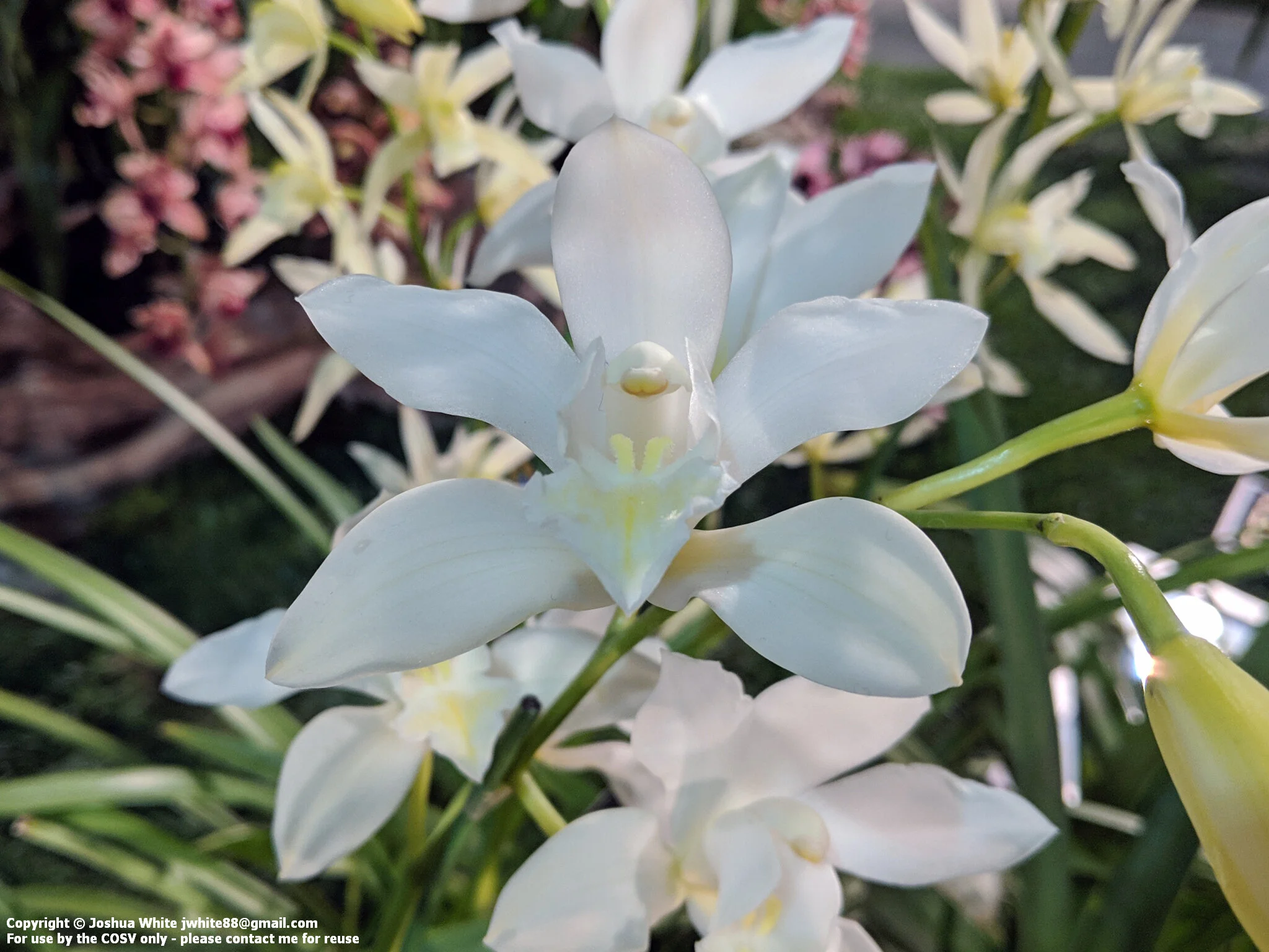 Beginning with Cymbidium Species — Cymbidium Orchid Society of Victoria