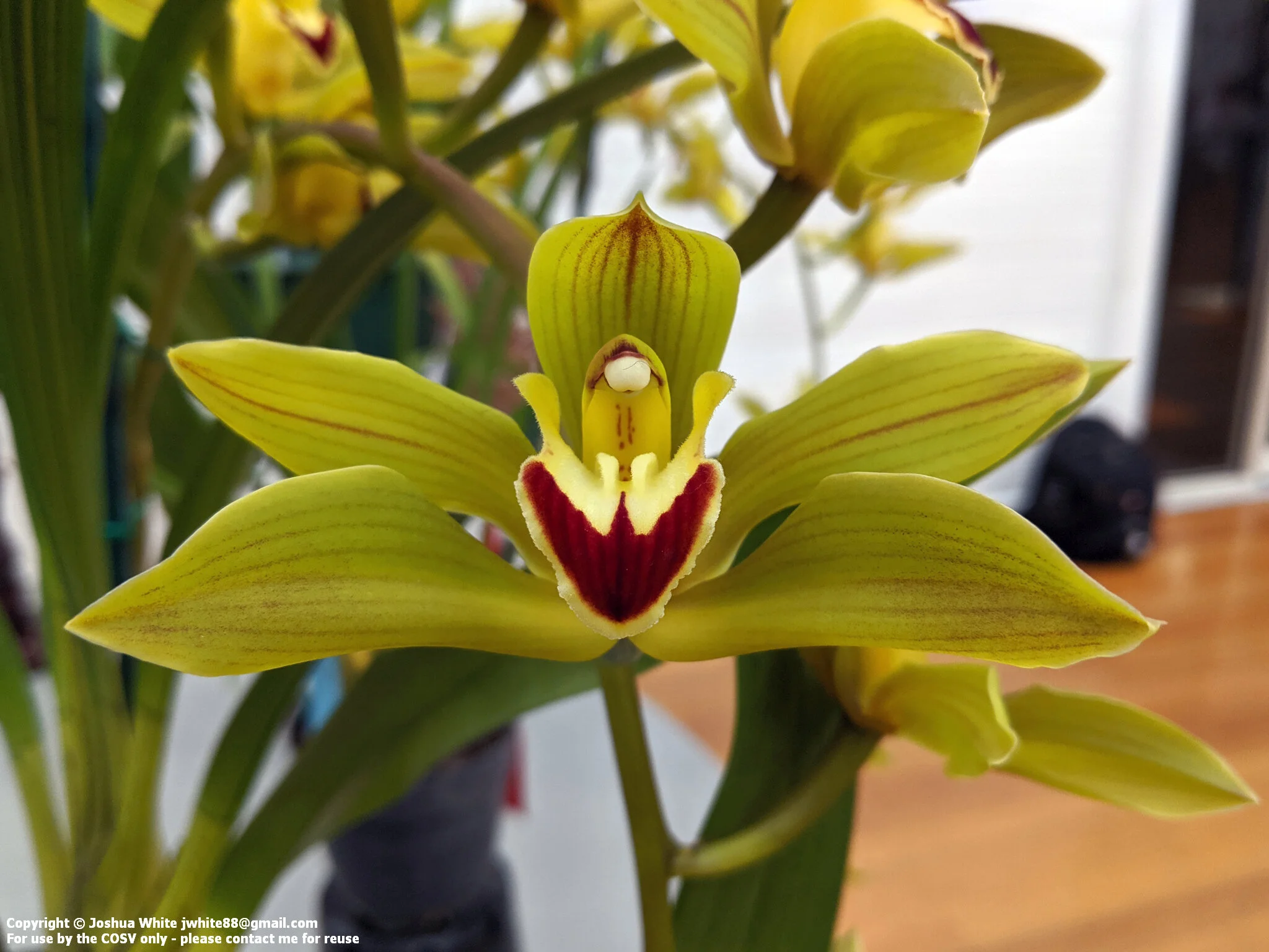 Beginning with Cymbidium Species — Cymbidium Orchid Society of Victoria