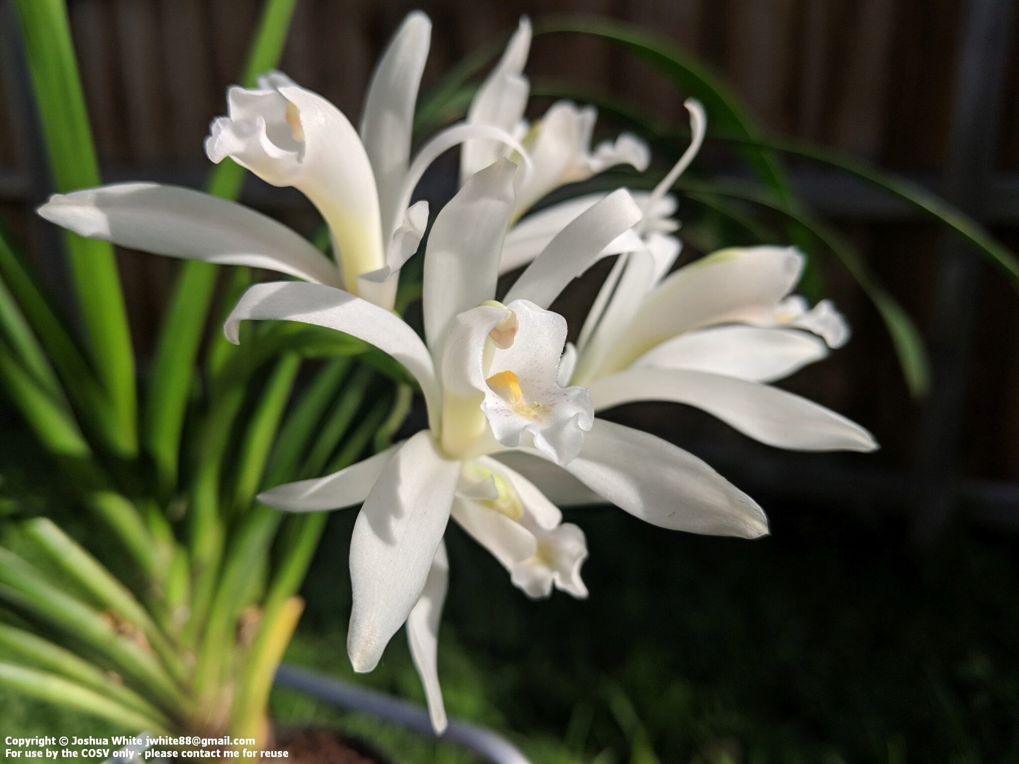 Building a Cymbidium Collection — Cymbidium Orchid Society of Victoria
