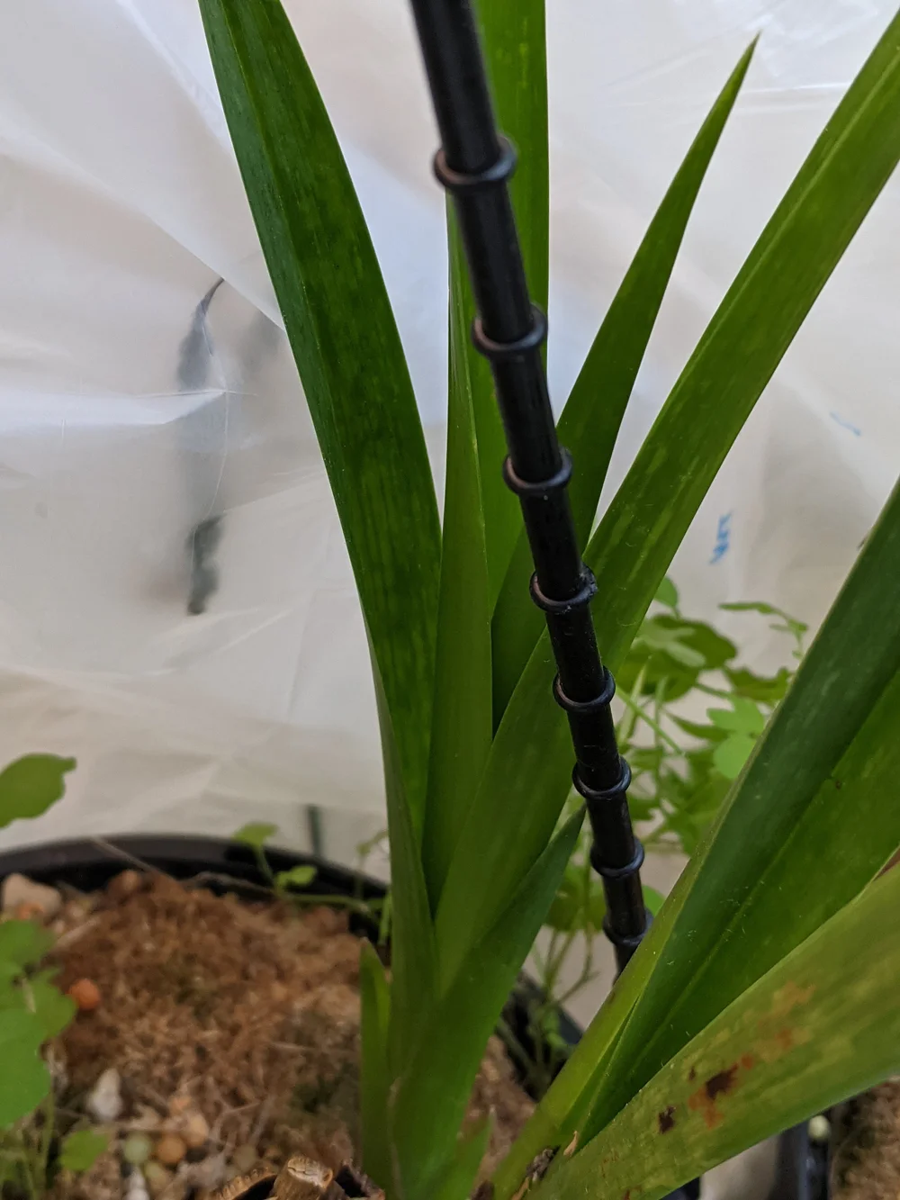 Orchid Viruses — Cymbidium Orchid Society of Victoria