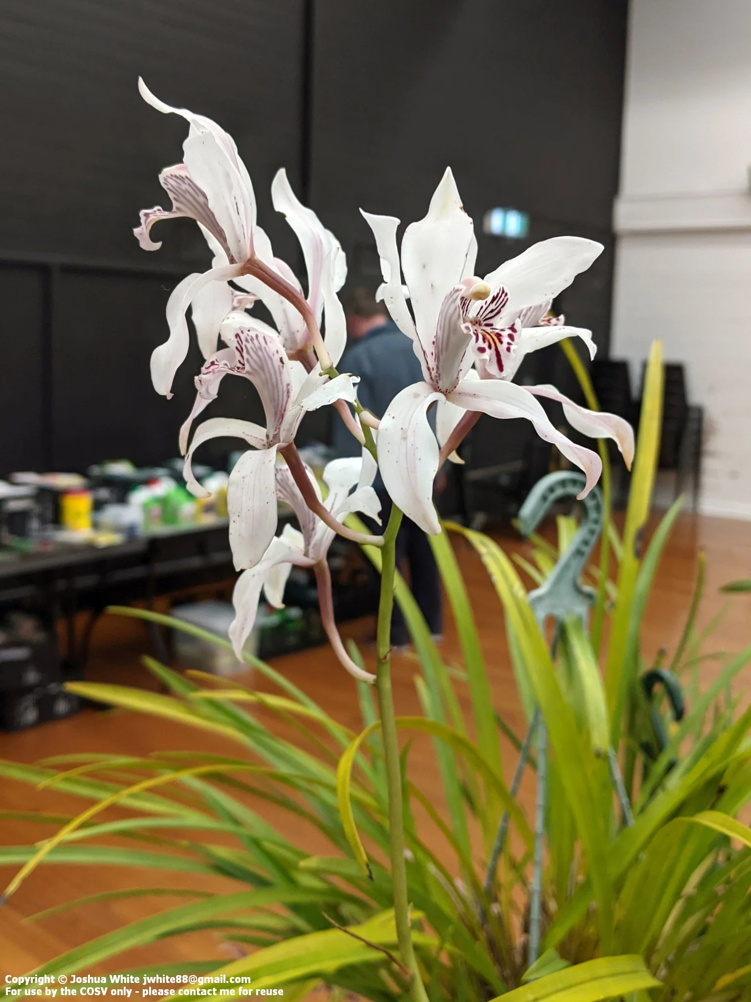 Species — Cymbidium Orchid Society of Victoria