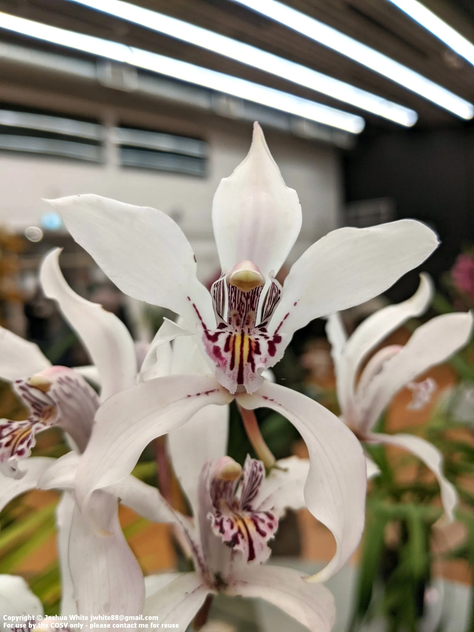 Species — Cymbidium Orchid Society of Victoria