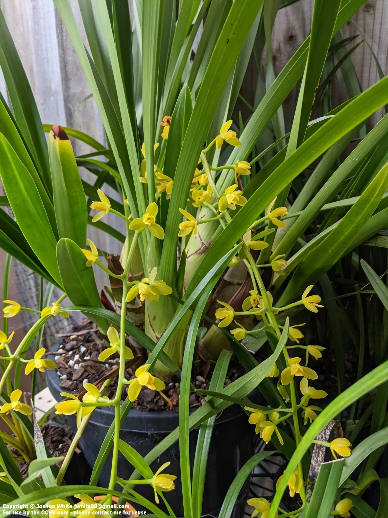 Species — Cymbidium Orchid Society of Victoria
