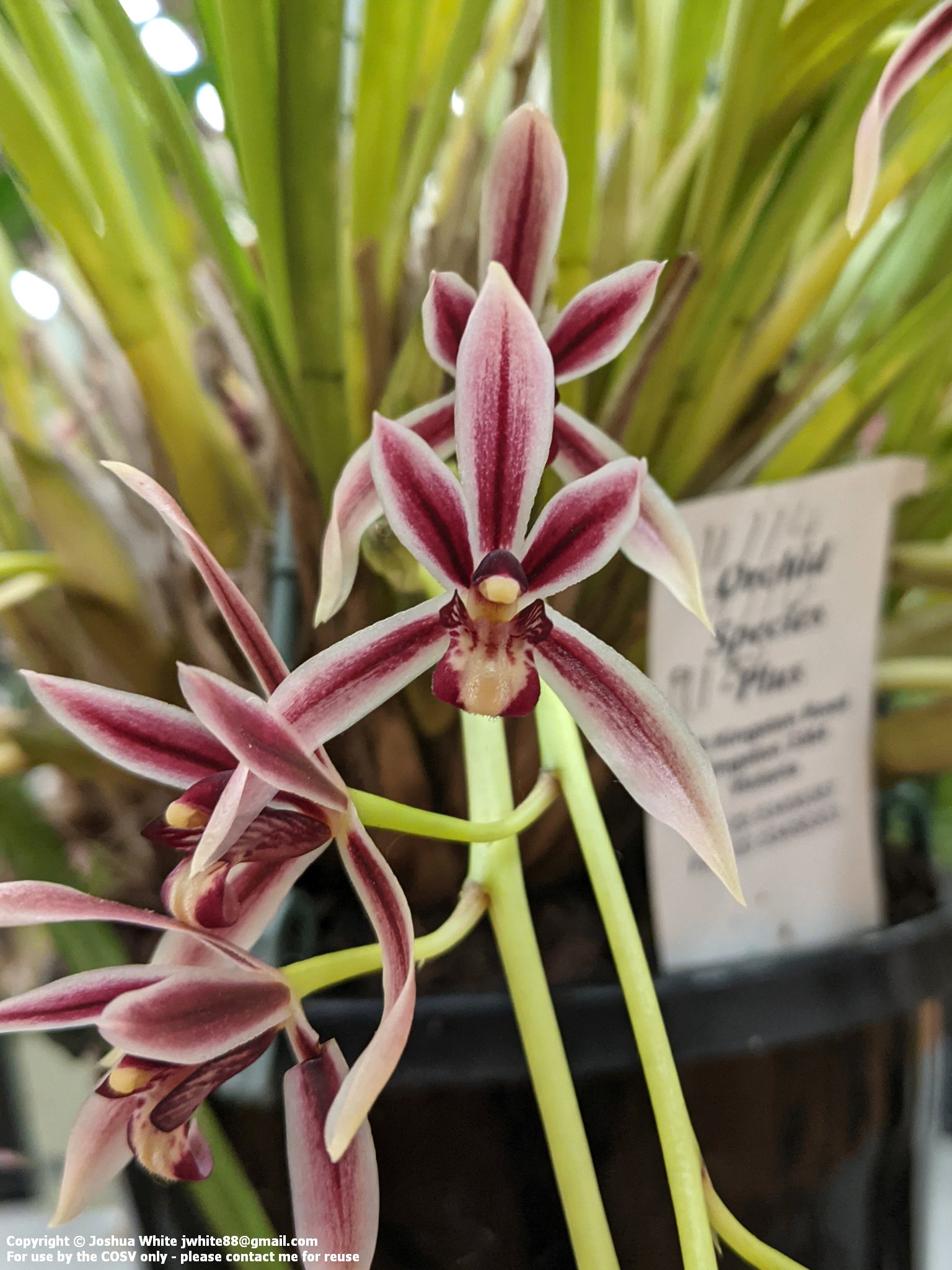 Species — Cymbidium Orchid Society of Victoria
