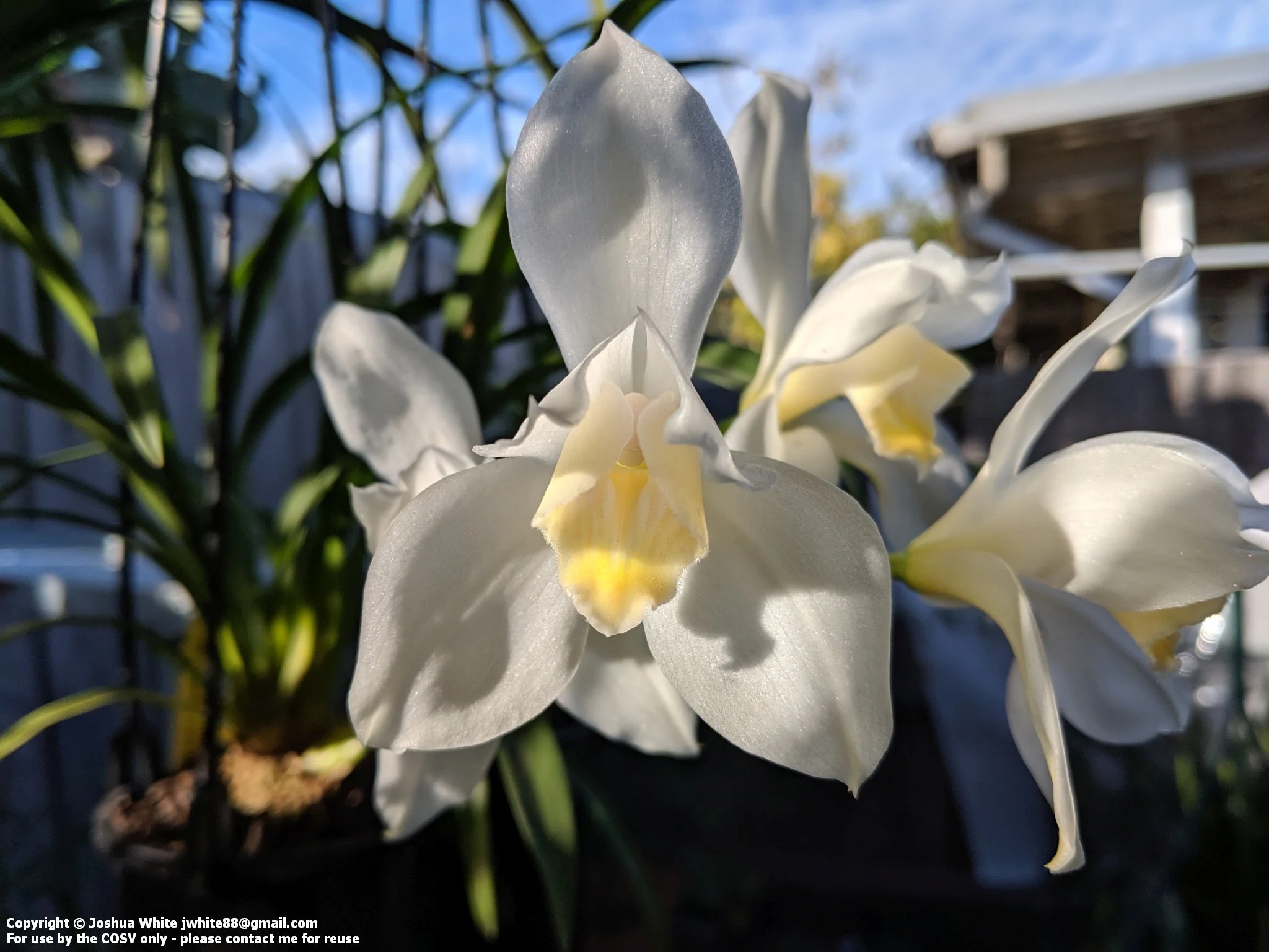 Cym. erythrostylum — Cymbidium Orchid Society of Victoria