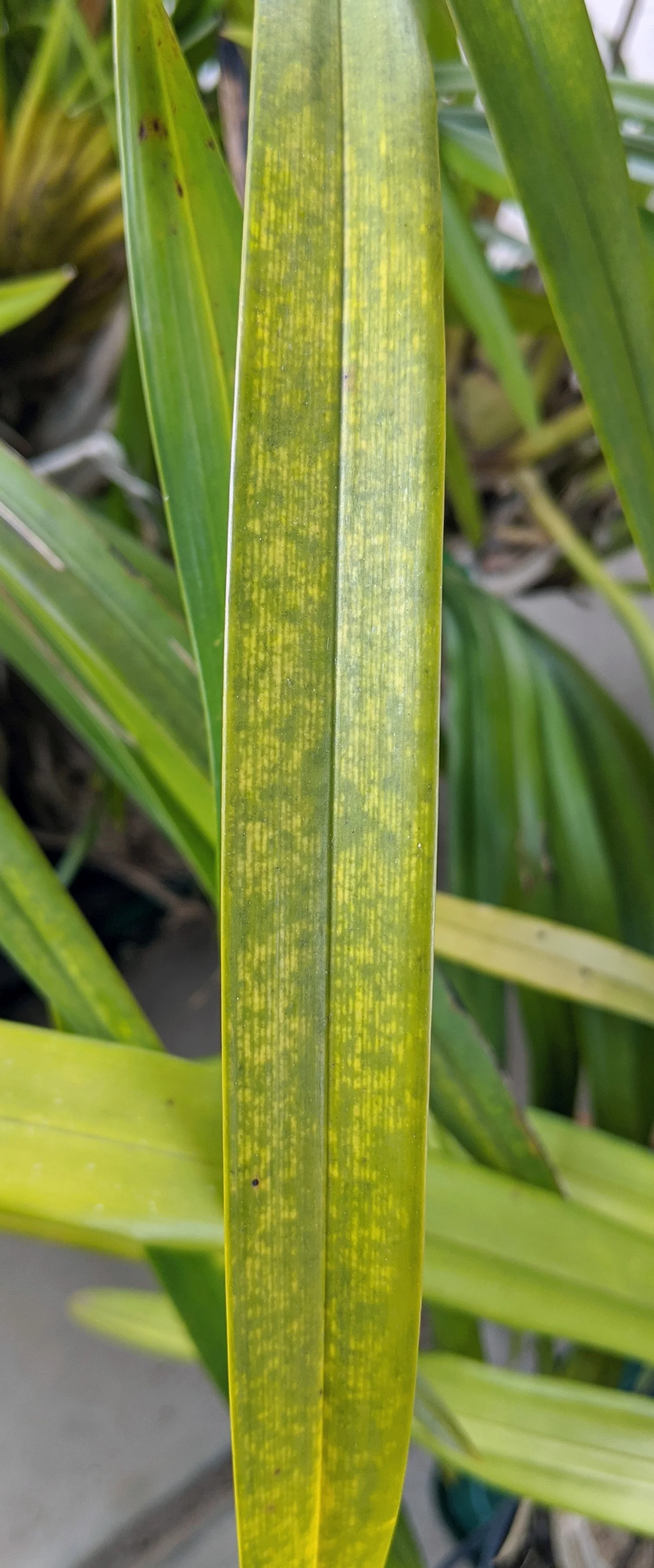 Orchid Viruses — Cymbidium Orchid Society of Victoria