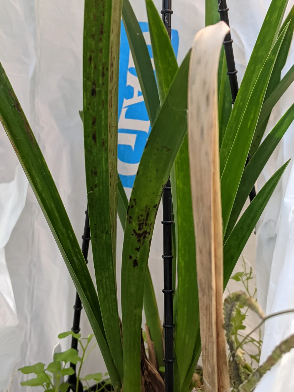 Orchid Viruses — Cymbidium Orchid Society of Victoria