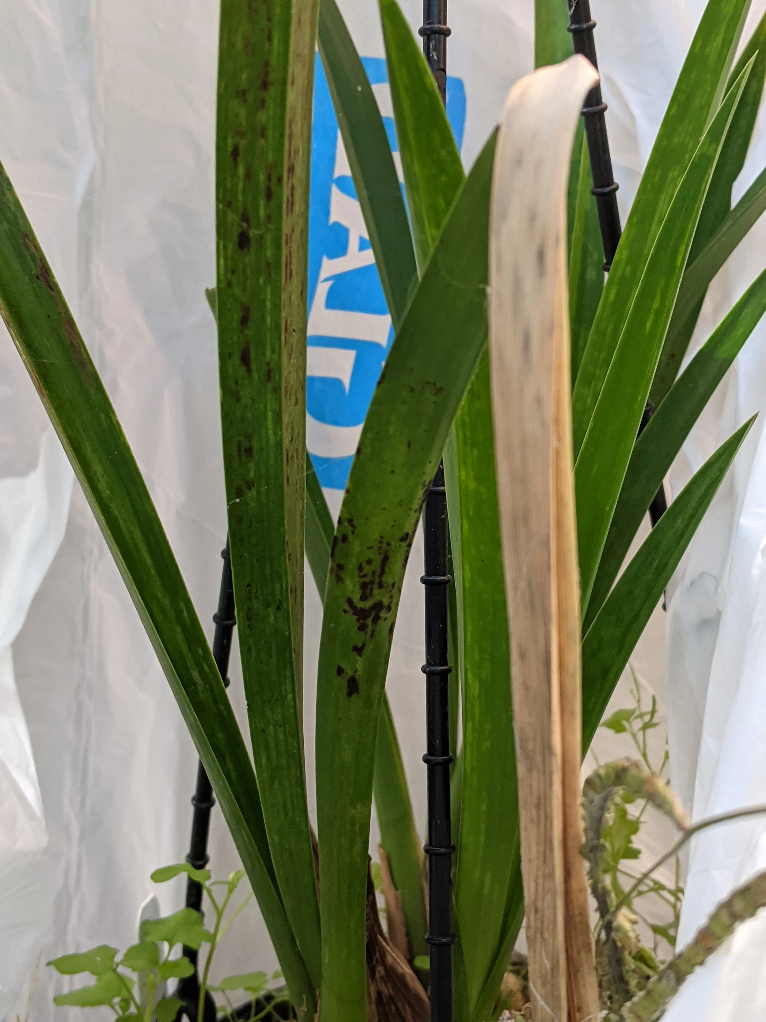 Orchid Viruses — Cymbidium Orchid Society of Victoria