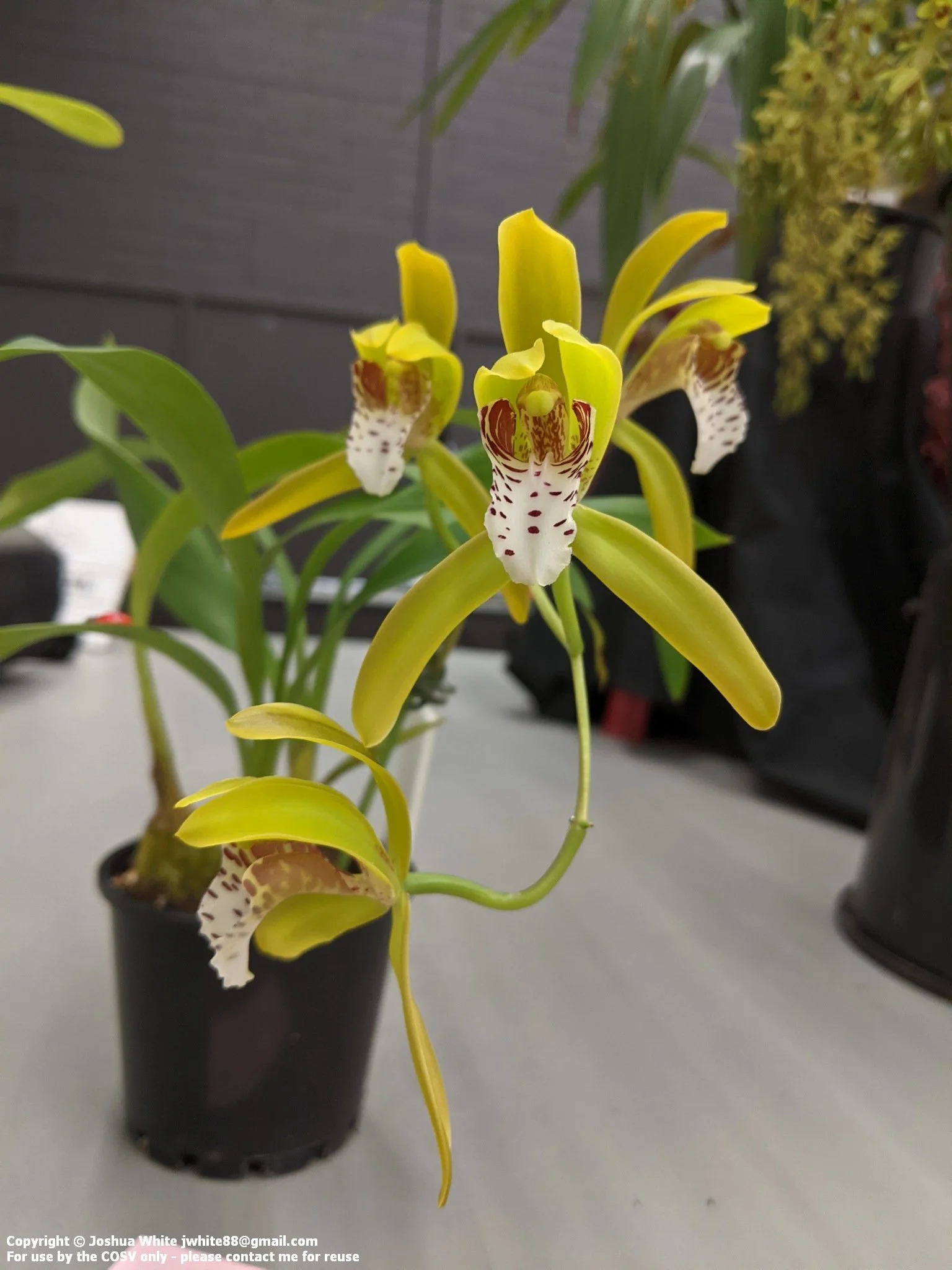 Species — Cymbidium Orchid Society of Victoria