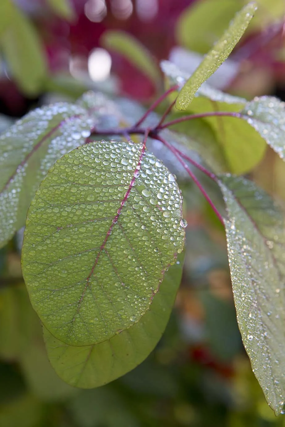 Gardens — Sarah Cuttle Photography