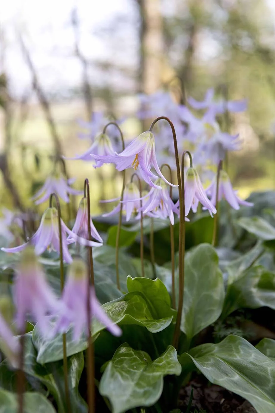 Gardens — Sarah Cuttle Photography