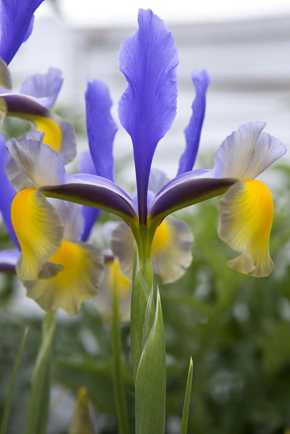 Gardens — Sarah Cuttle Photography