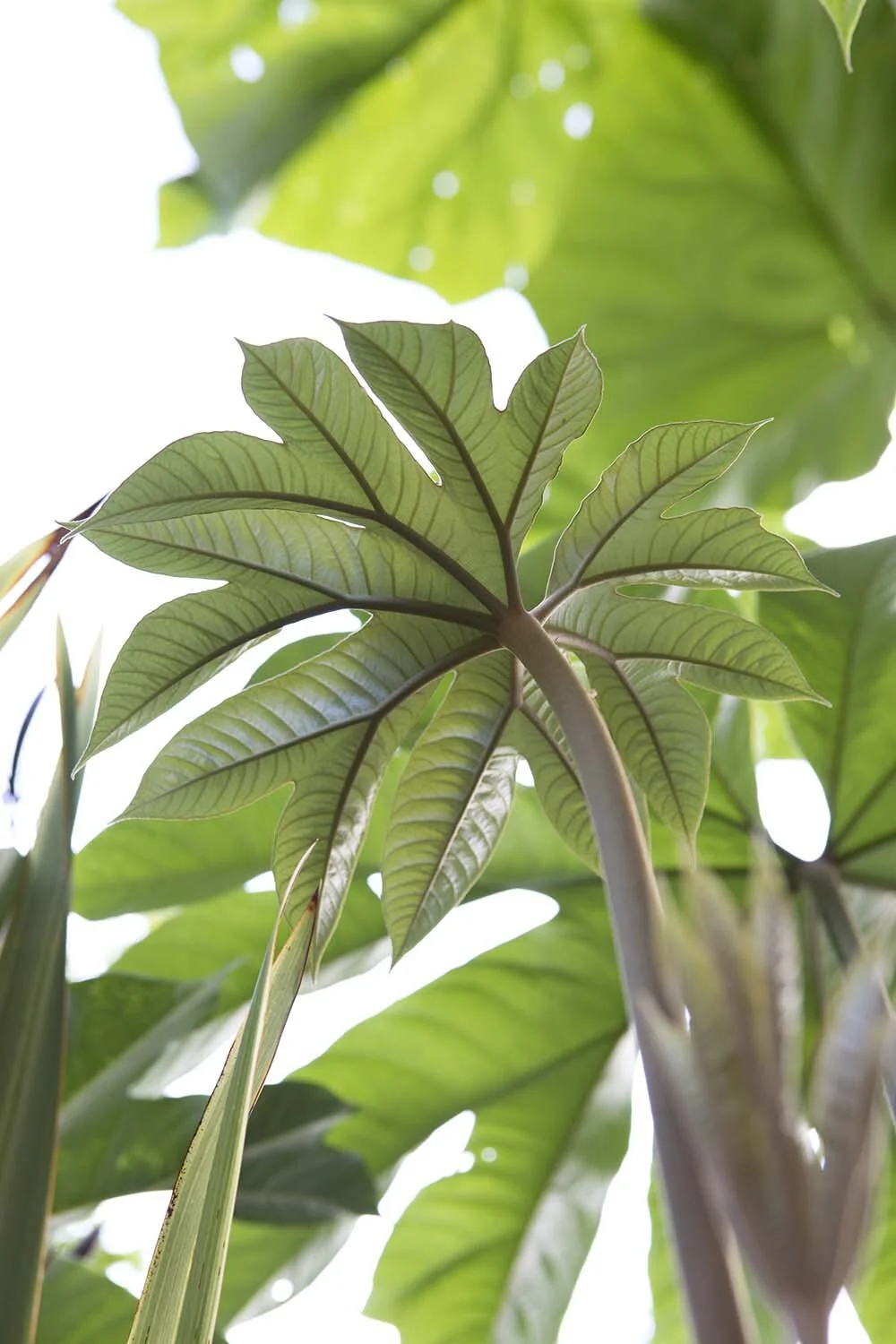 Sarah Cuttle Photography