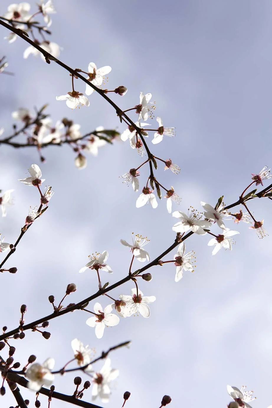 Sarah Cuttle Photography