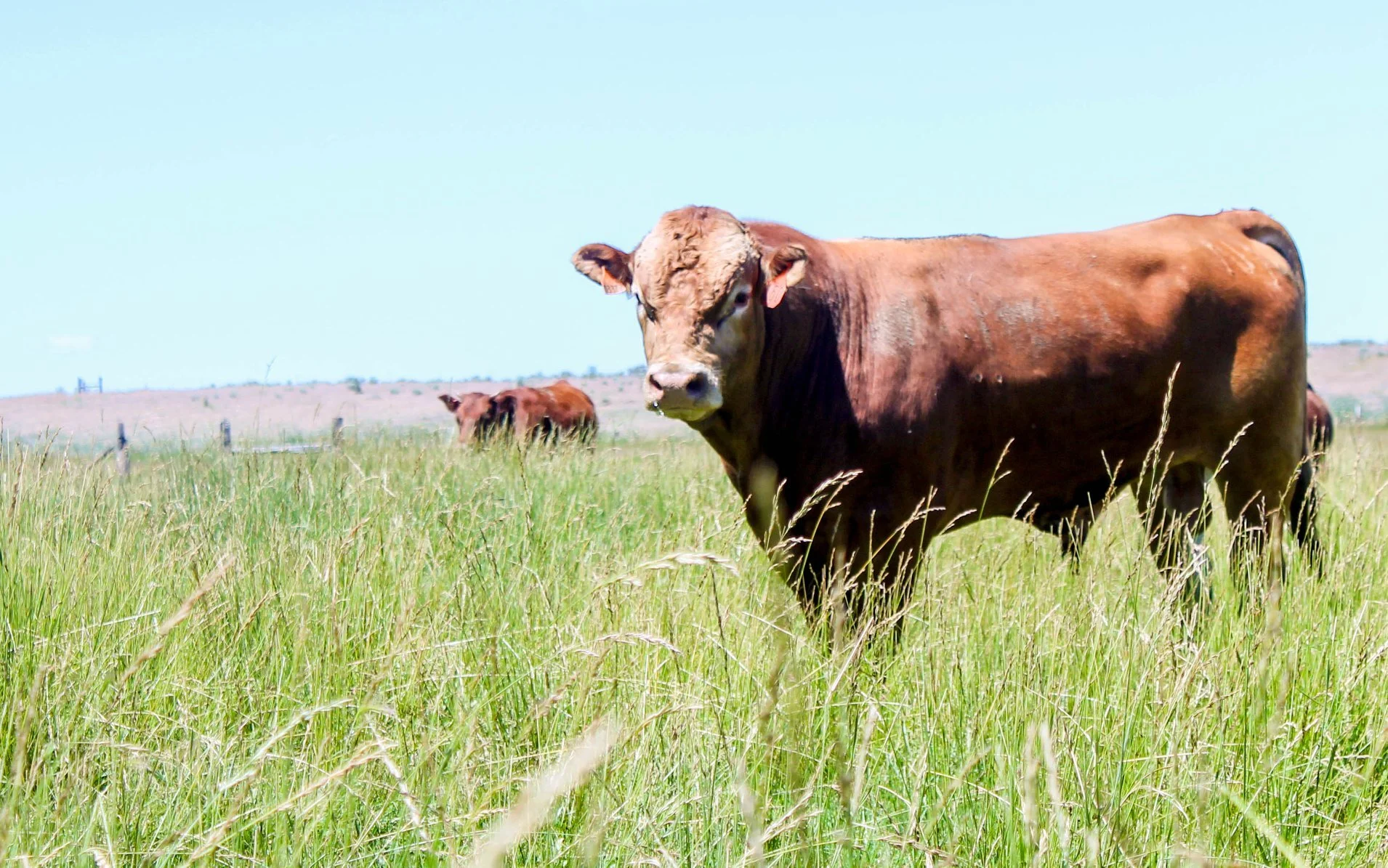 Grass-Fed Akaushi Beef | Grass-Fed Beef Benefits
