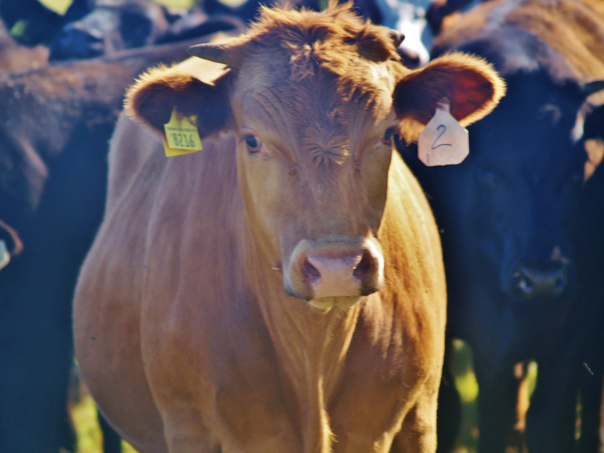 Desert Mountain Grass Fed — 100% Grass-Fed Beef Cooperative