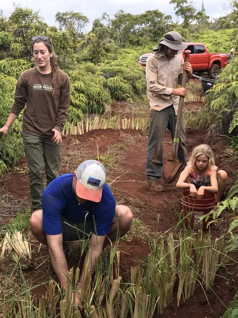 Vetiver Grass - Ridge to Reefs