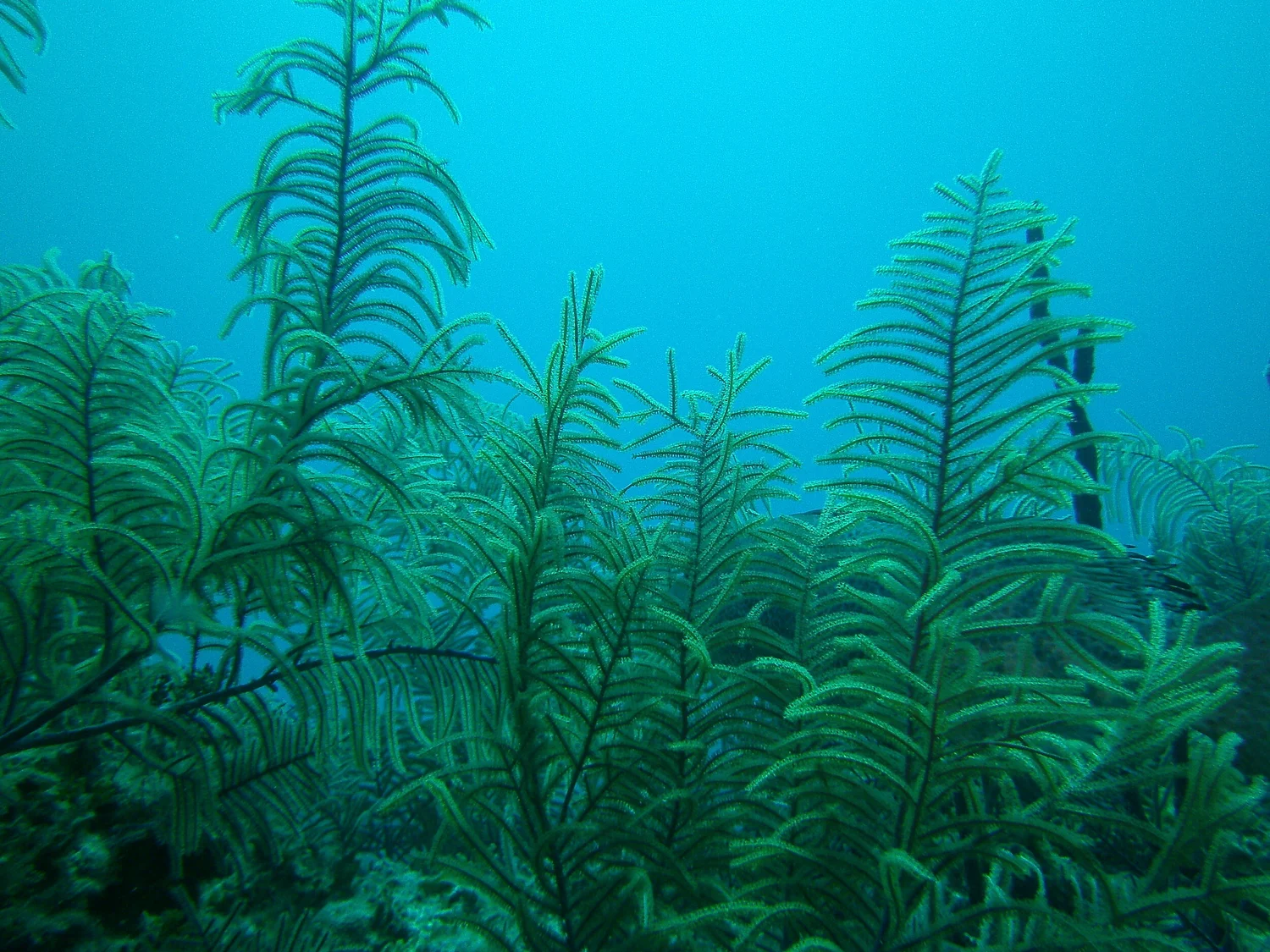 Ridge to Reefs