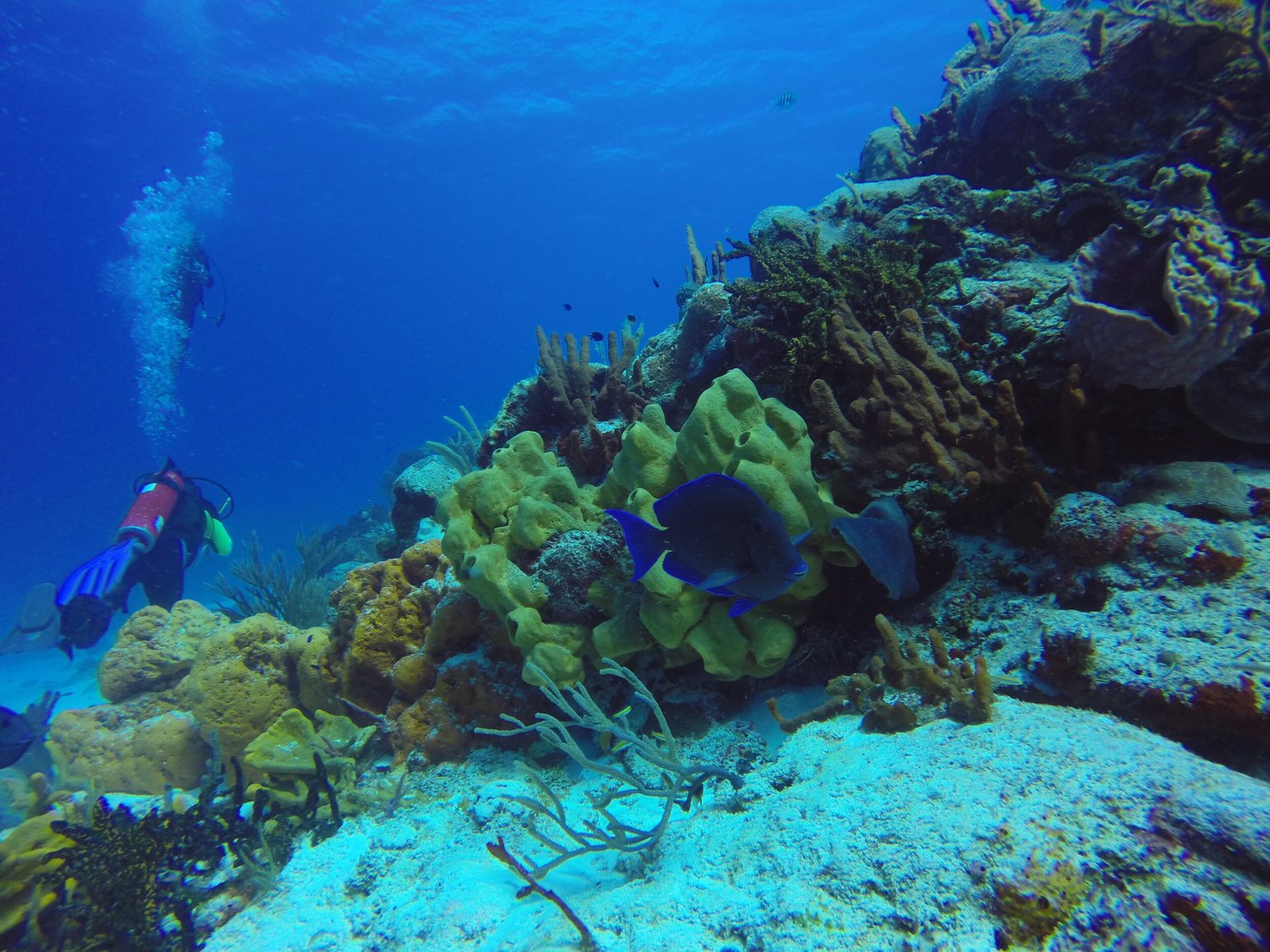 Pacific Region Project Gallery - Ridge to Reefs