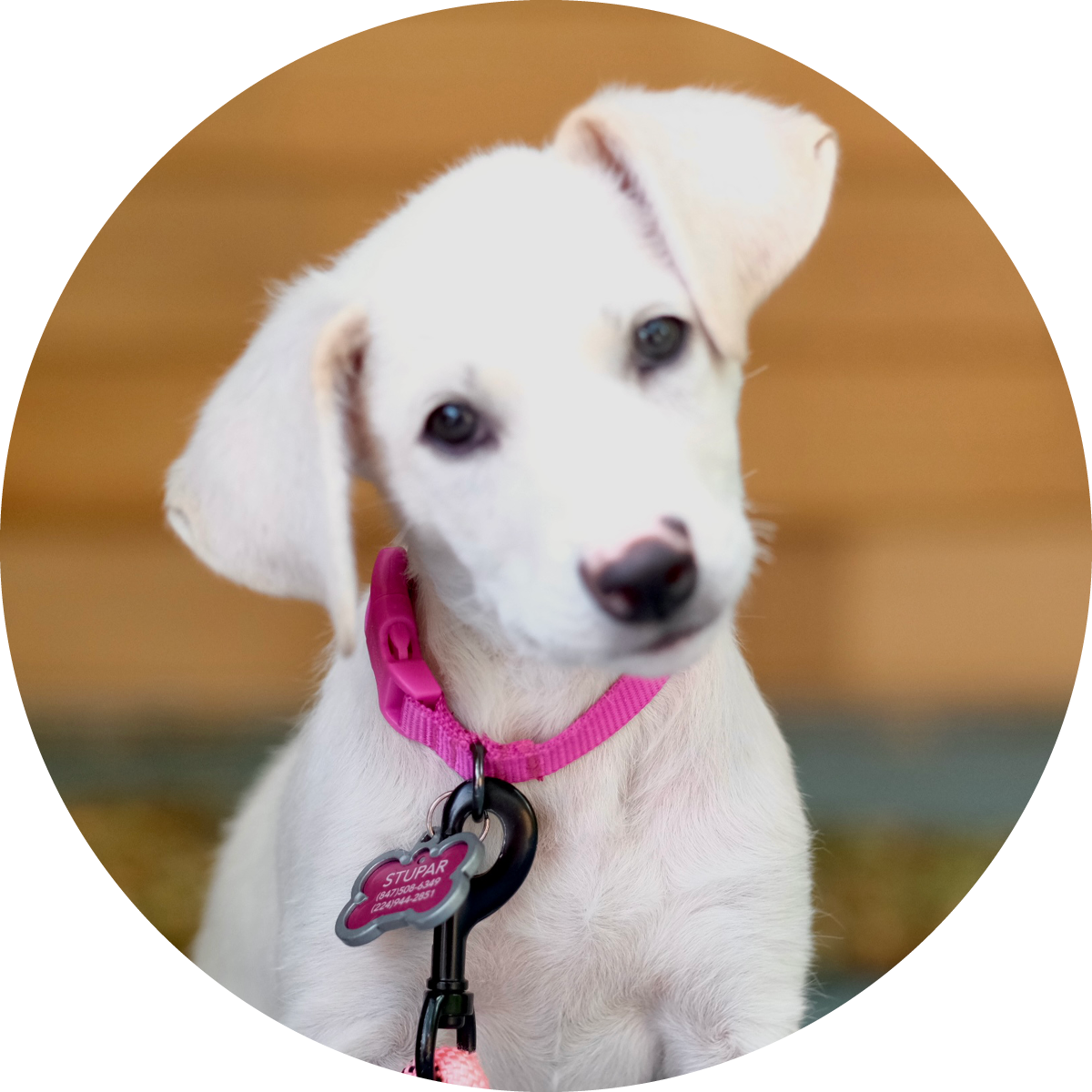 CFA Team — Child First Academy