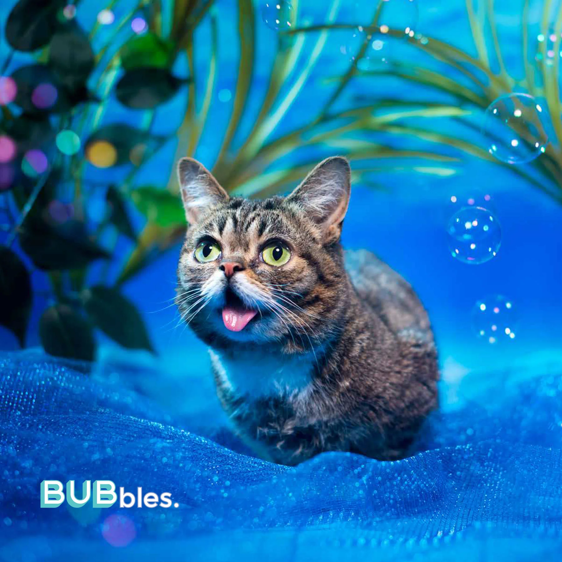 Lil BUB — Erin Tobey | Art + Design