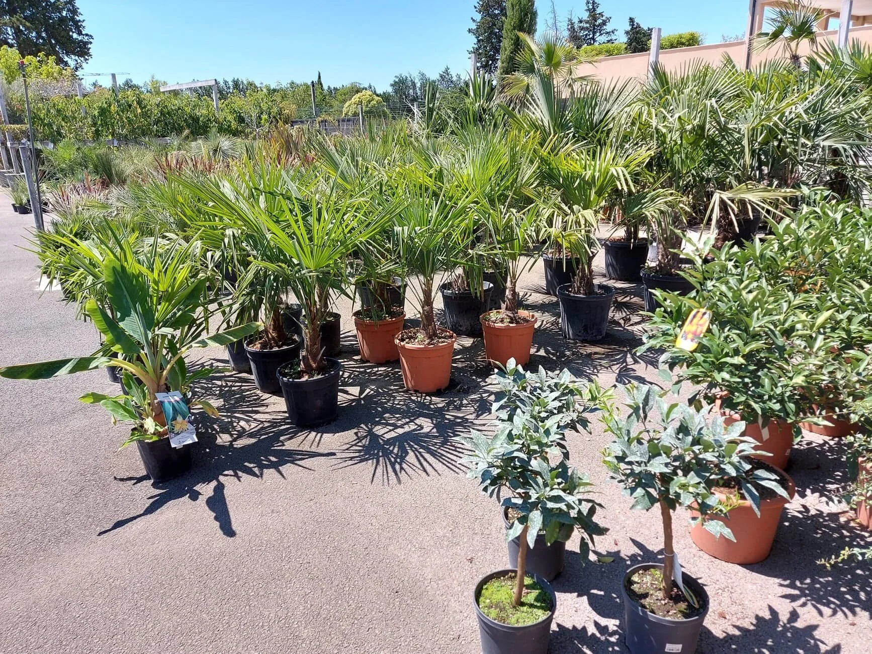 pépinière — végétaux