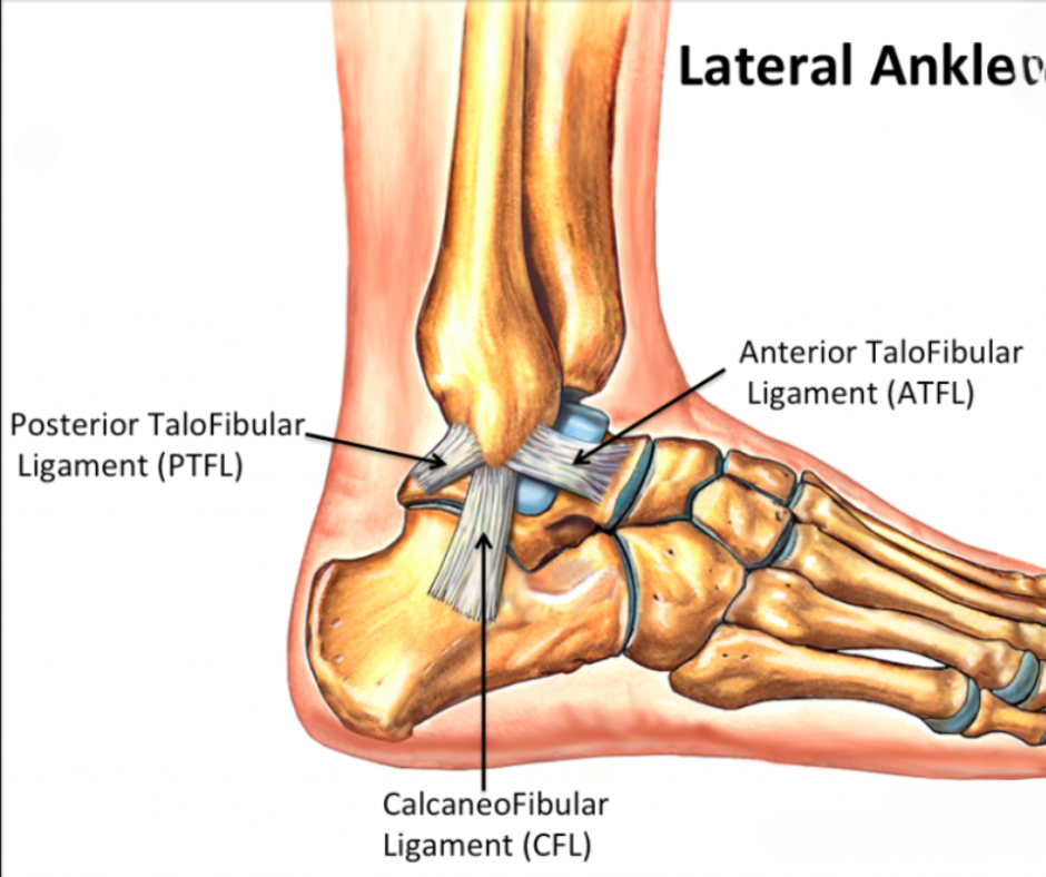 Physical Therapy for Ankle Sprains [Infographic]-Mangiarelli Rehabilitation