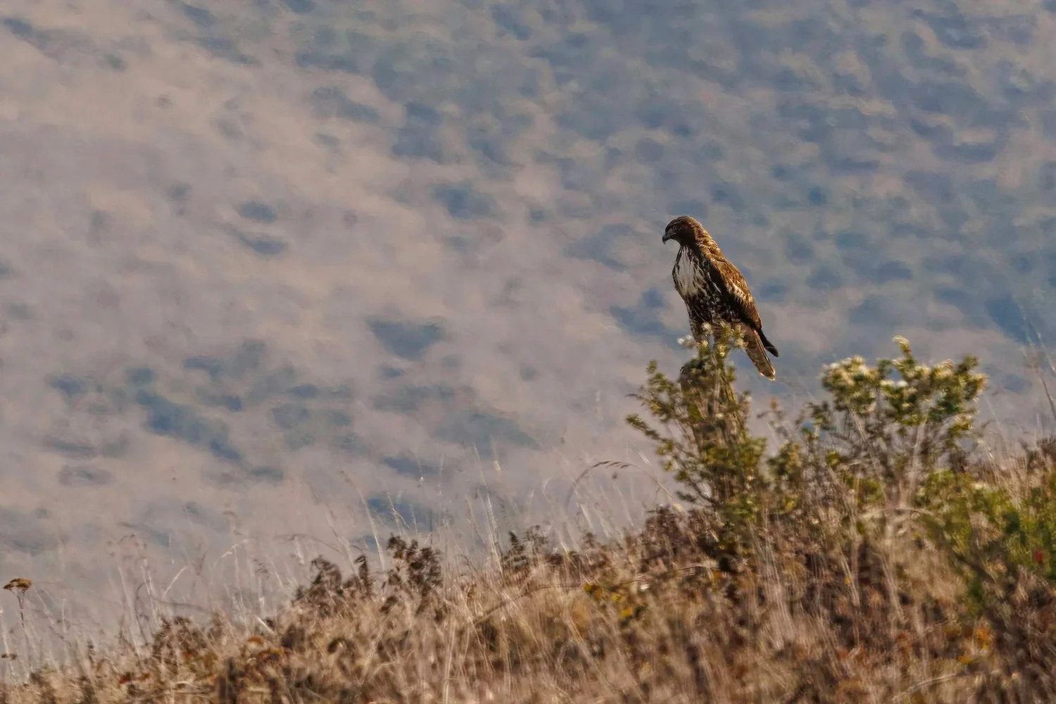 Wings Over Sonoma: Raptor Migration in the Sonoma Coast » The Wildlands ...