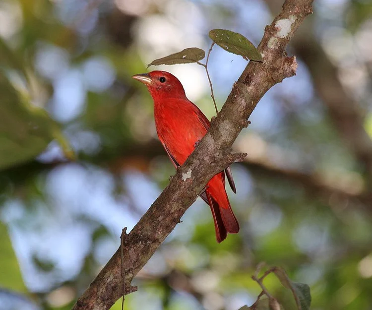 Desert Bird Spotlight: Summer Tanager » The Wildlands Conservancy