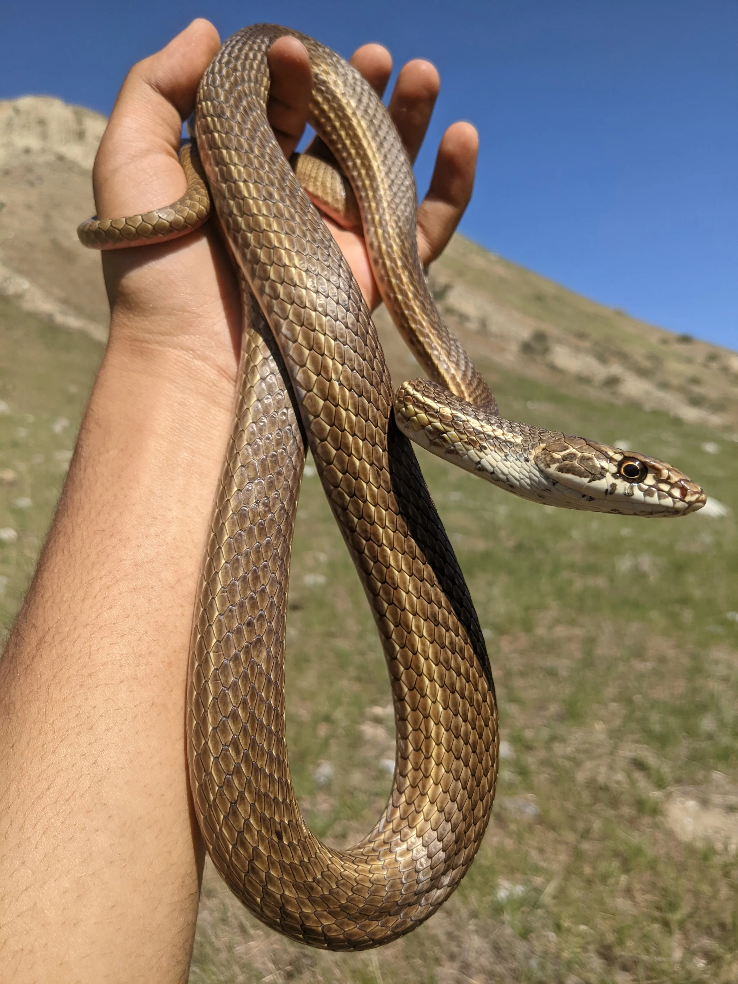 Wind Wolves Preserve » The Wildlands Conservancy