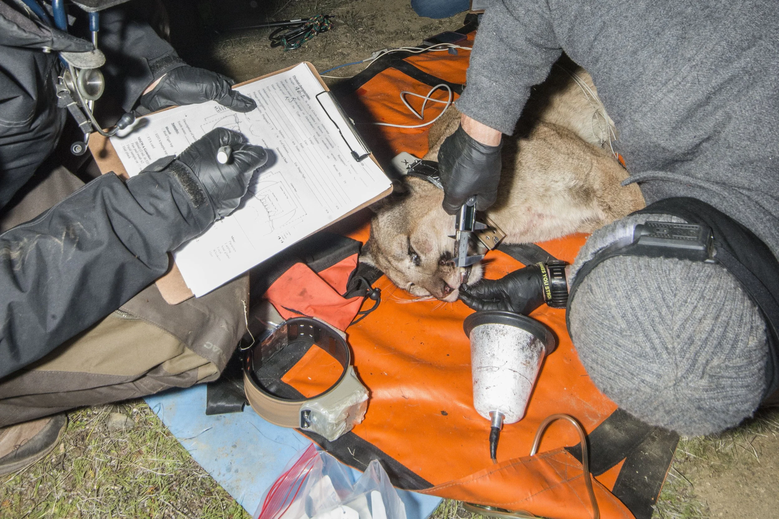 California Mountain Lions: The Legends of California » The Wildlands ...