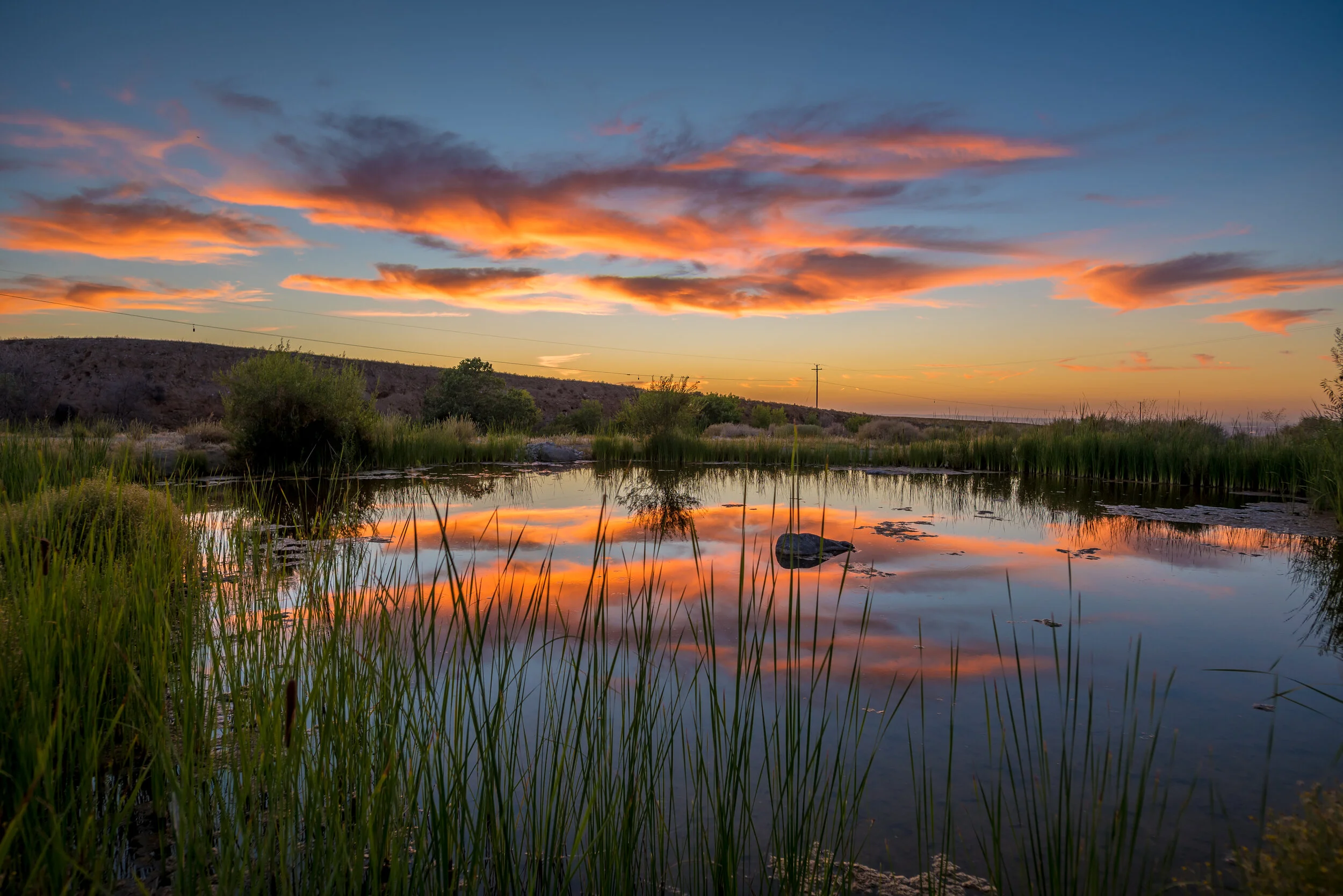 Wind Wolves Preserve » The Wildlands Conservancy