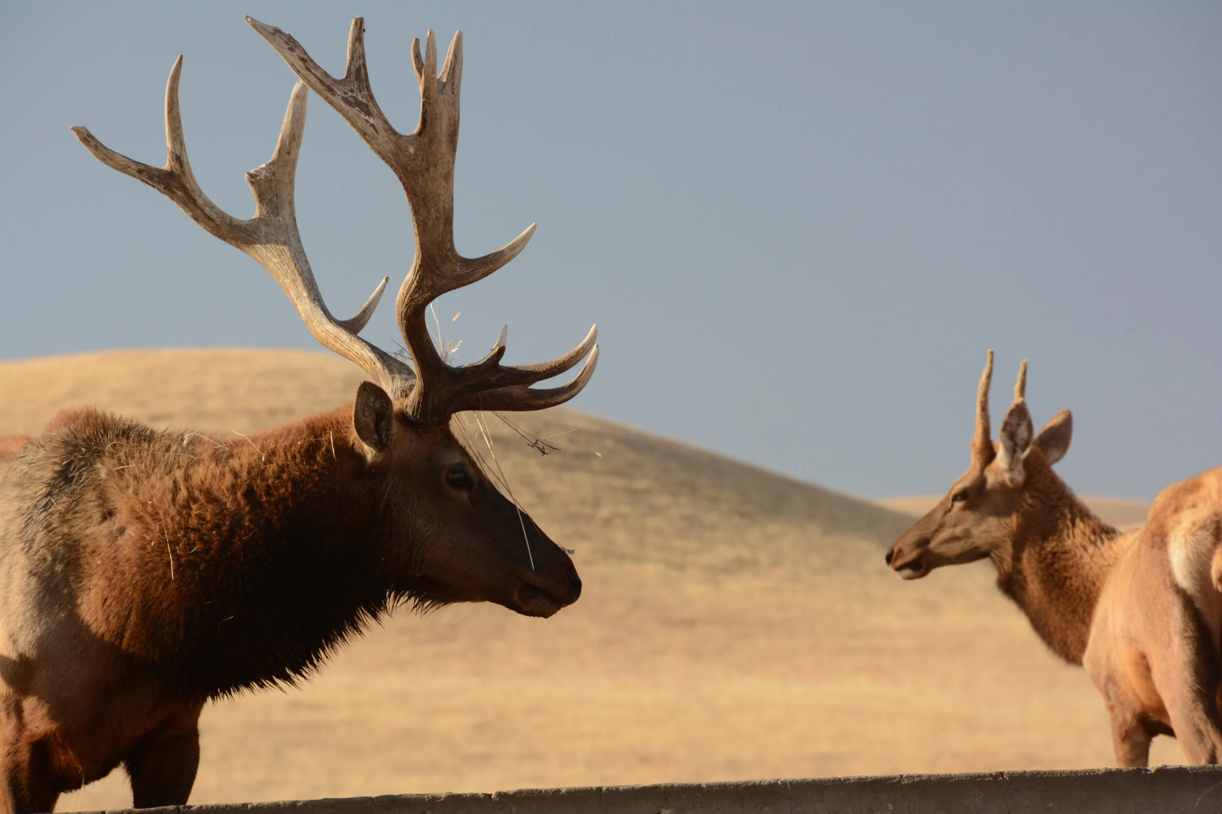 Wind Wolves Preserve » The Wildlands Conservancy