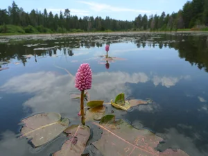 Bluff Lake Reserve » The Wildlands Conservancy