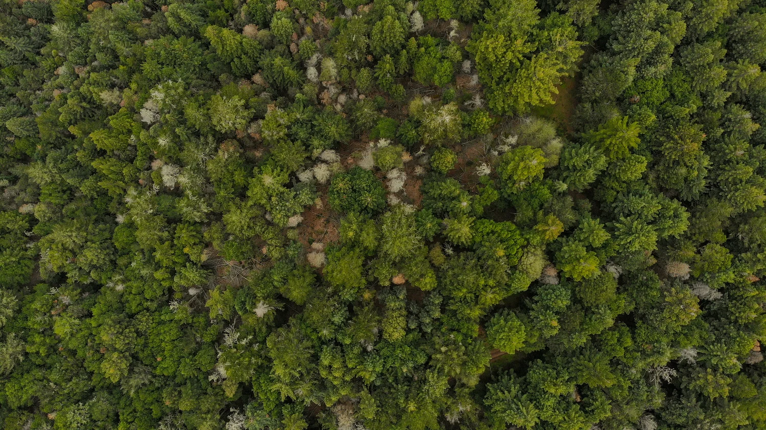 Jenner Headlands Preserve » The Wildlands Conservancy