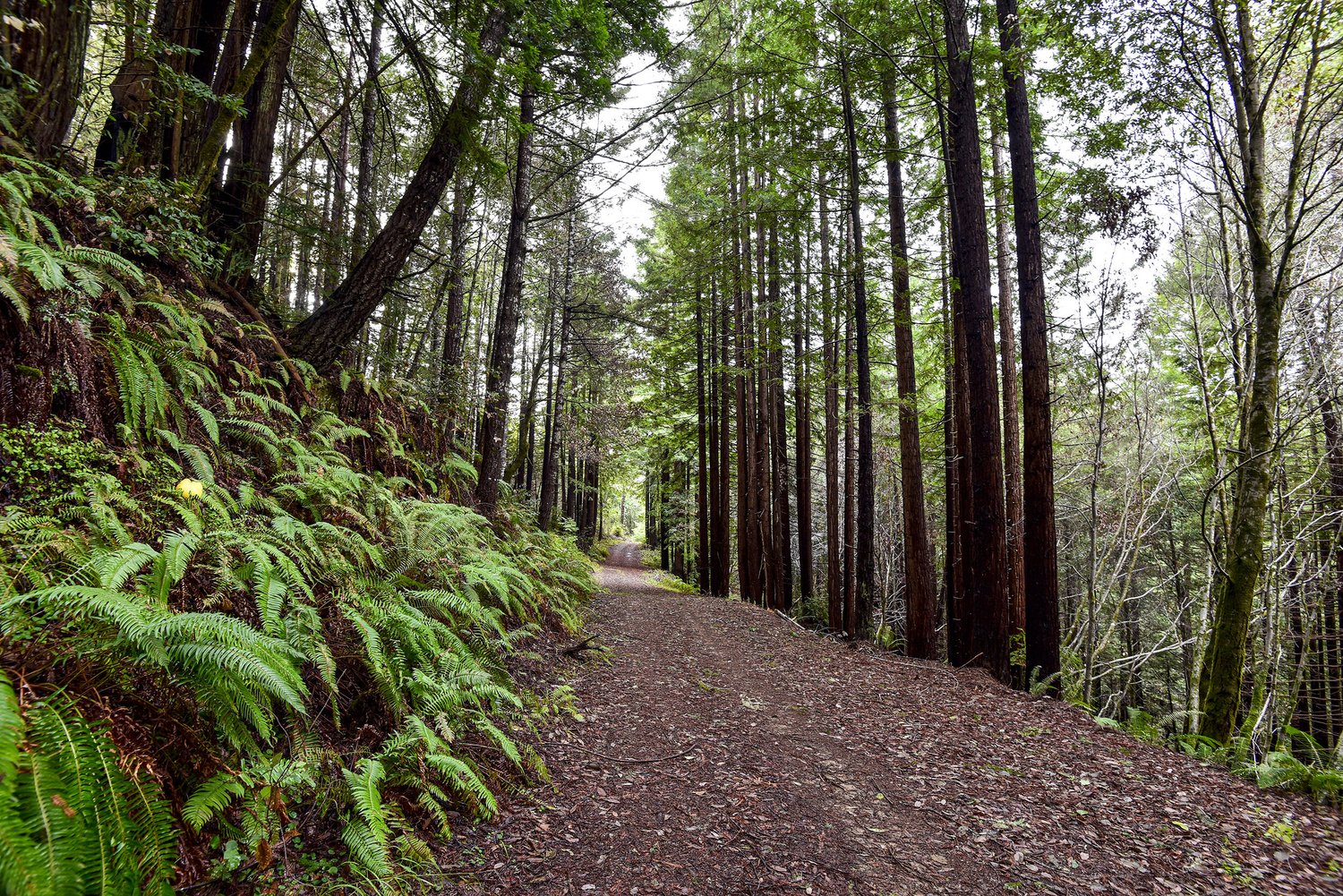 Jenner Headlands Preserve » The Wildlands Conservancy
