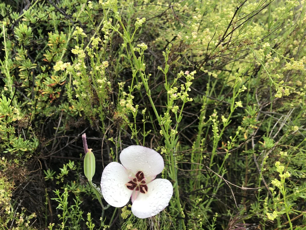 Mariposa Reserve » The Wildlands Conservancy