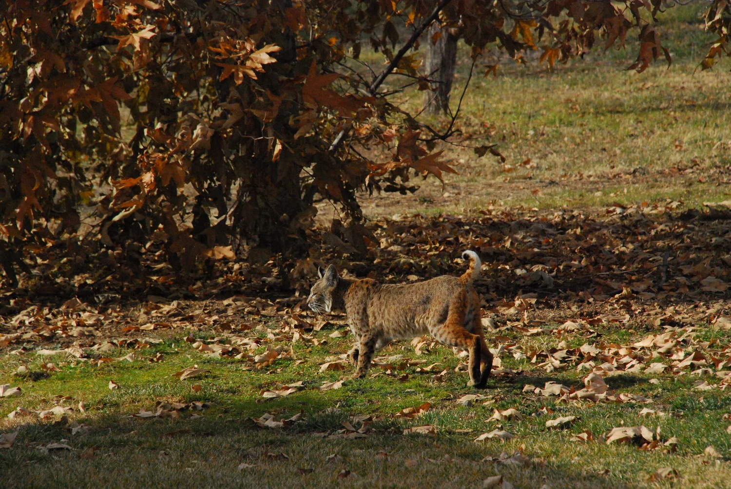 Oak Glen Preserve » The Wildlands Conservancy
